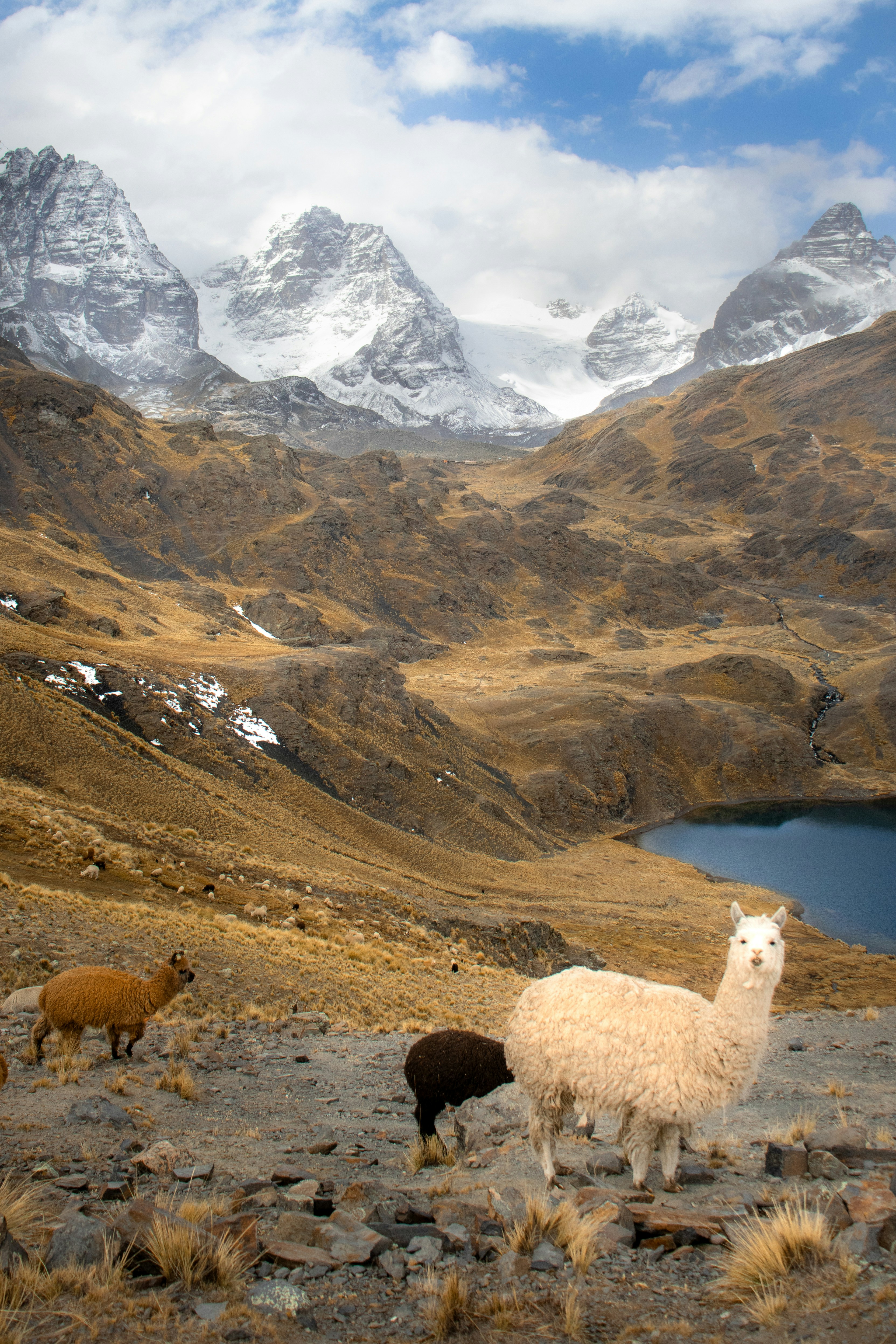 Alpine Llamas Beneath Snow-Capped Peaks at Dusk