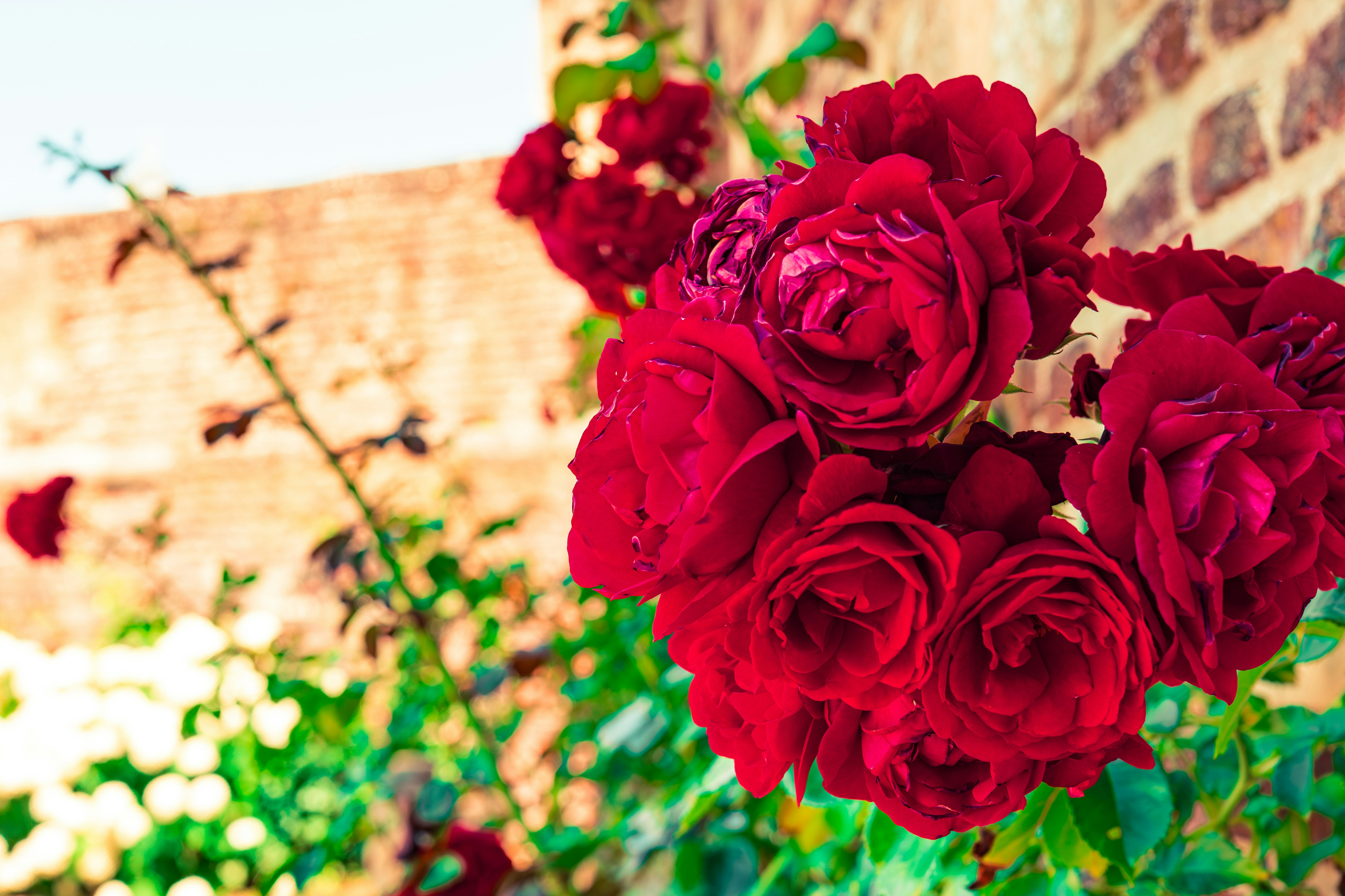 Crimson Rose Cluster Against Sunlit Brick