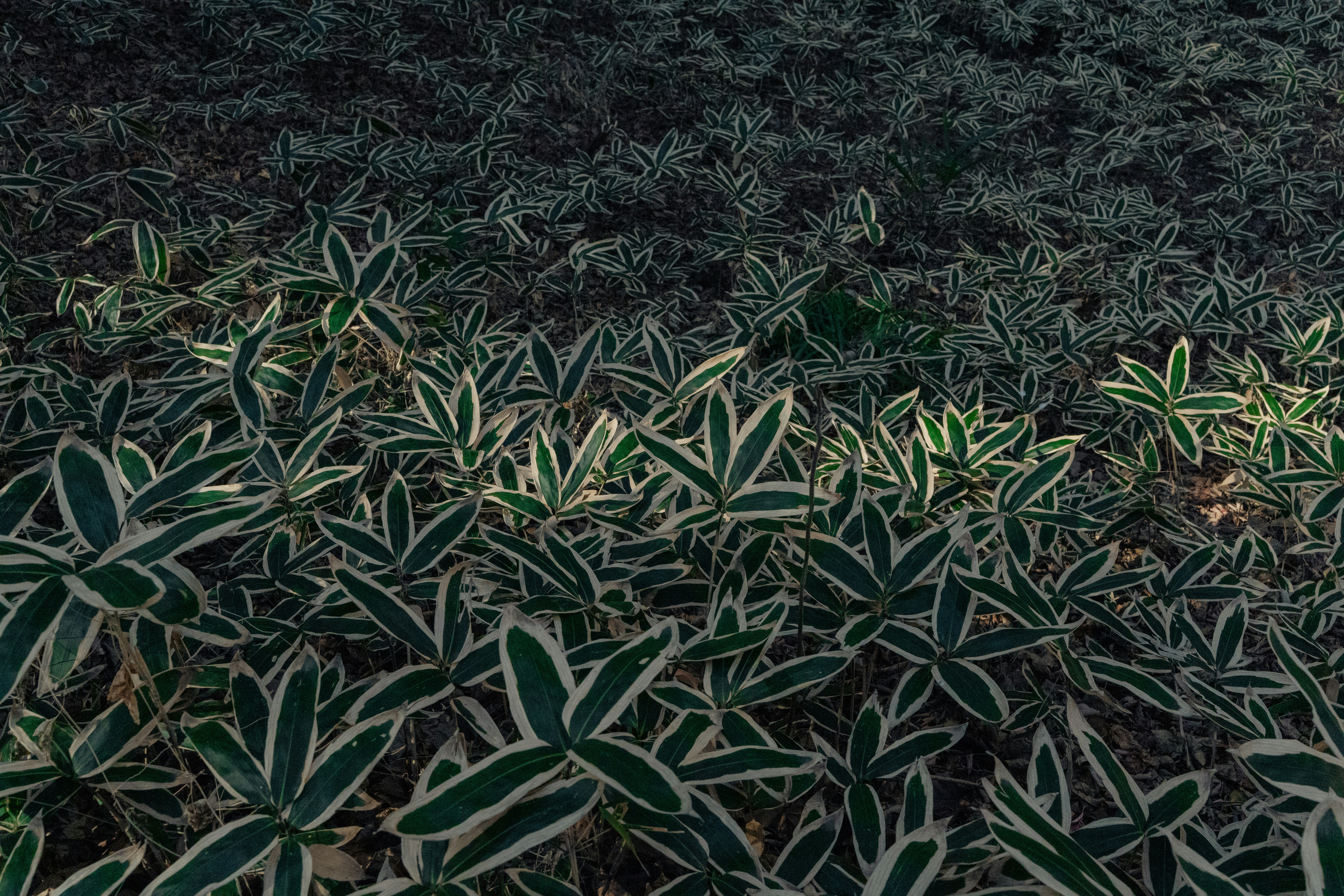 Low- Angle Cloister of Variegated Leaves
