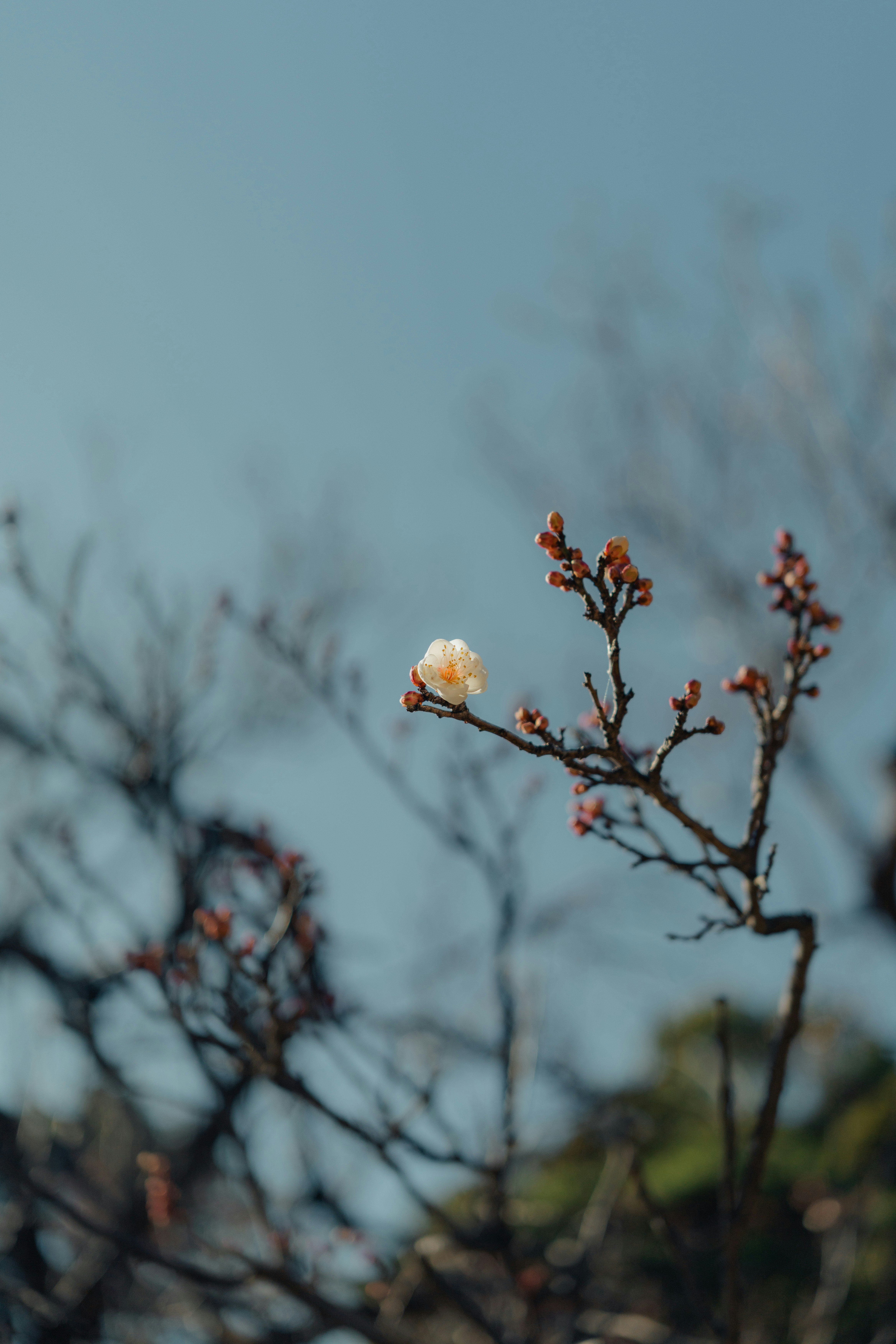 Blossom in Focus: A Delicate Pearl on a Winter Branch