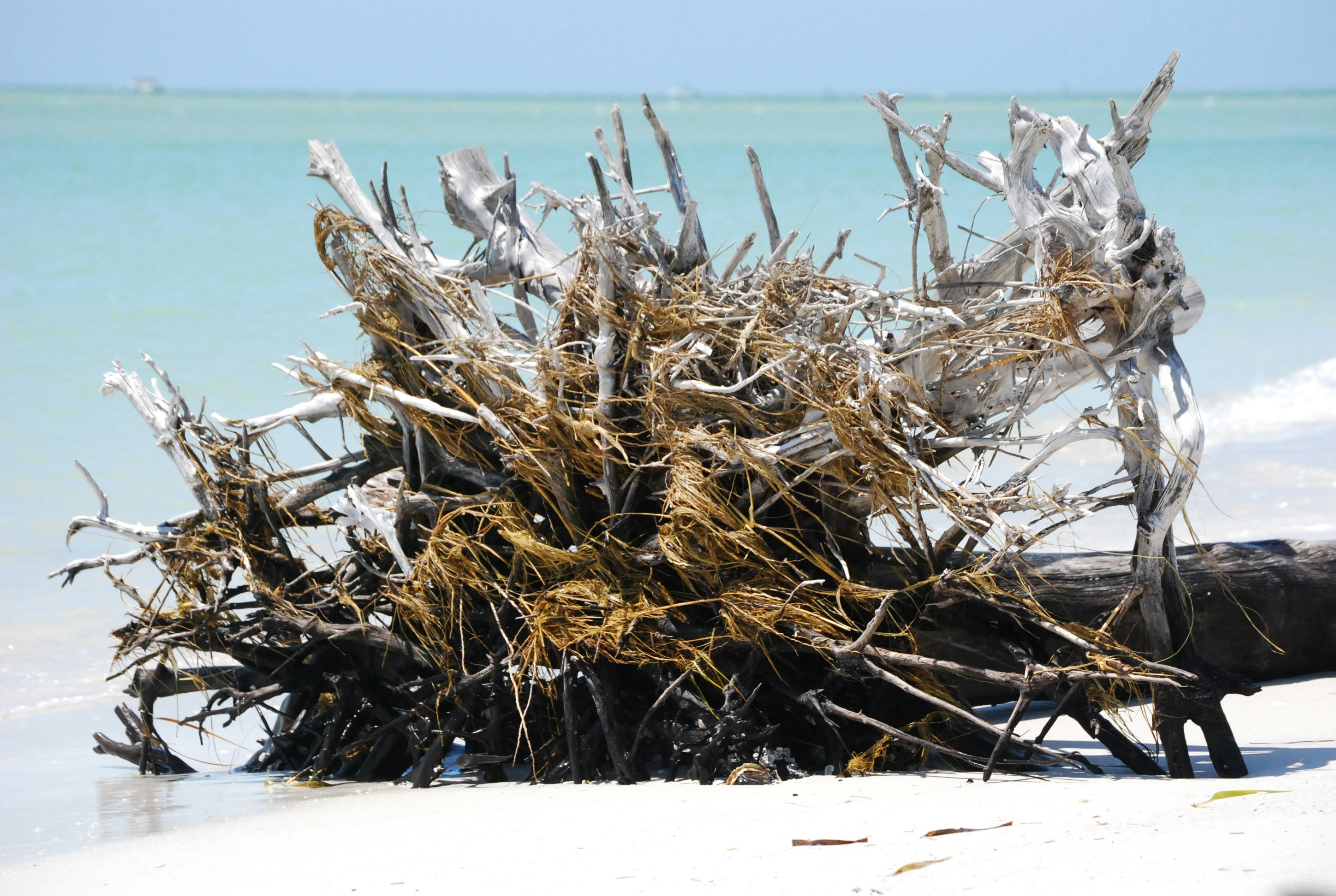 Windswept Driftwood: A Tangle of Weathered Grains by Turquoise Sea