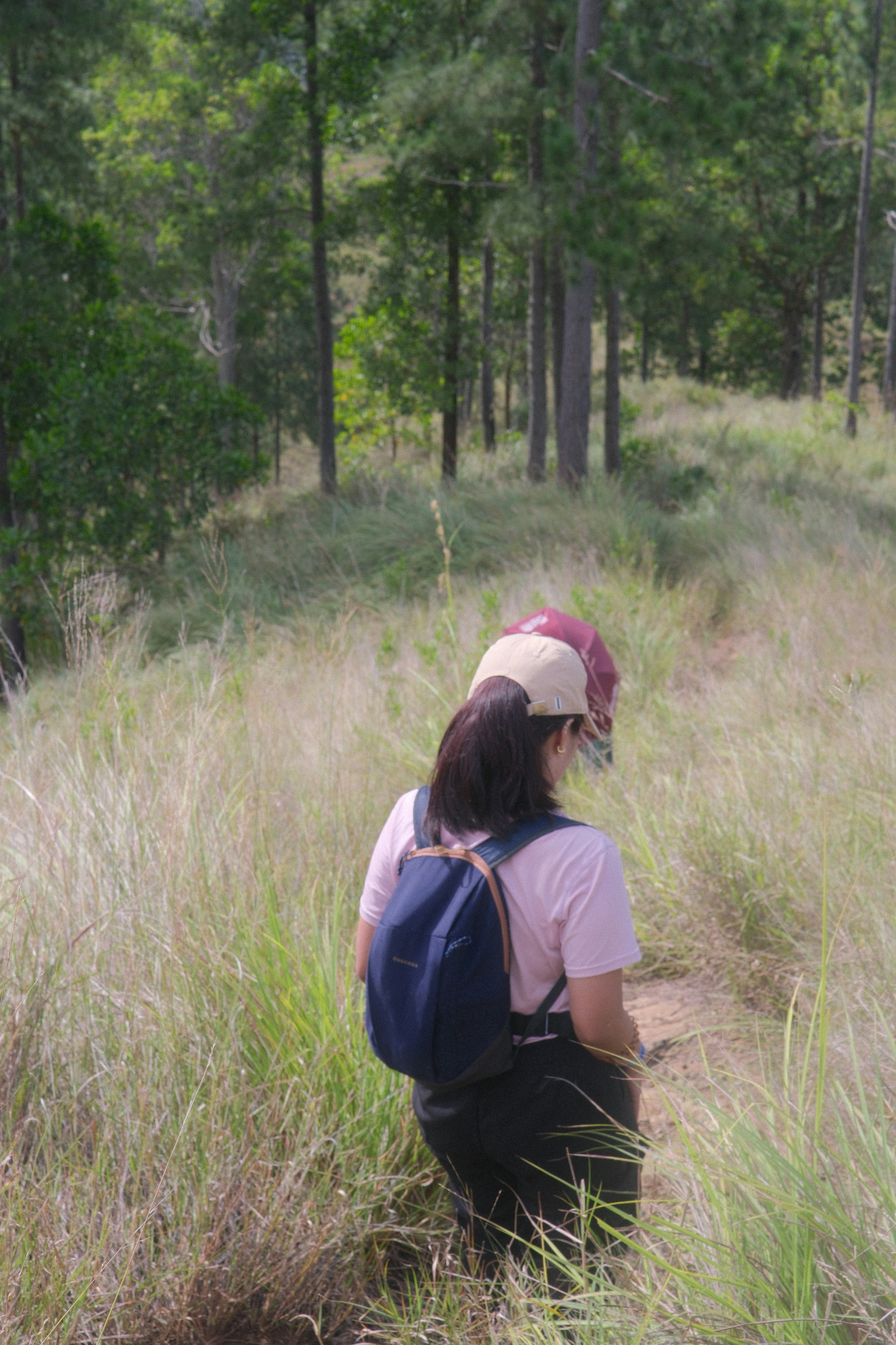 Two hikers Press Through Tall Grass in a Pine Forest