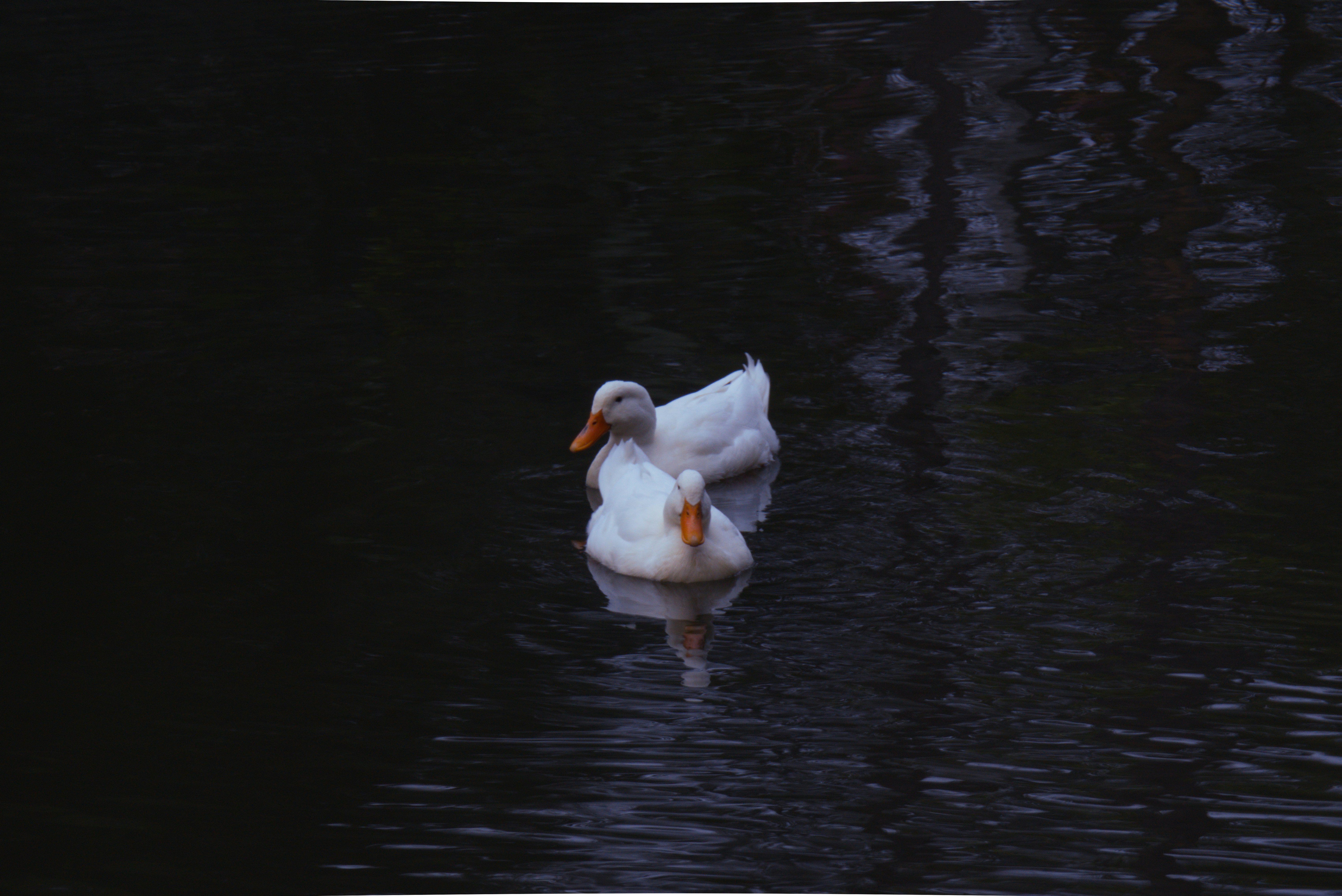 Midday Duckling Gliding on Quiet Water