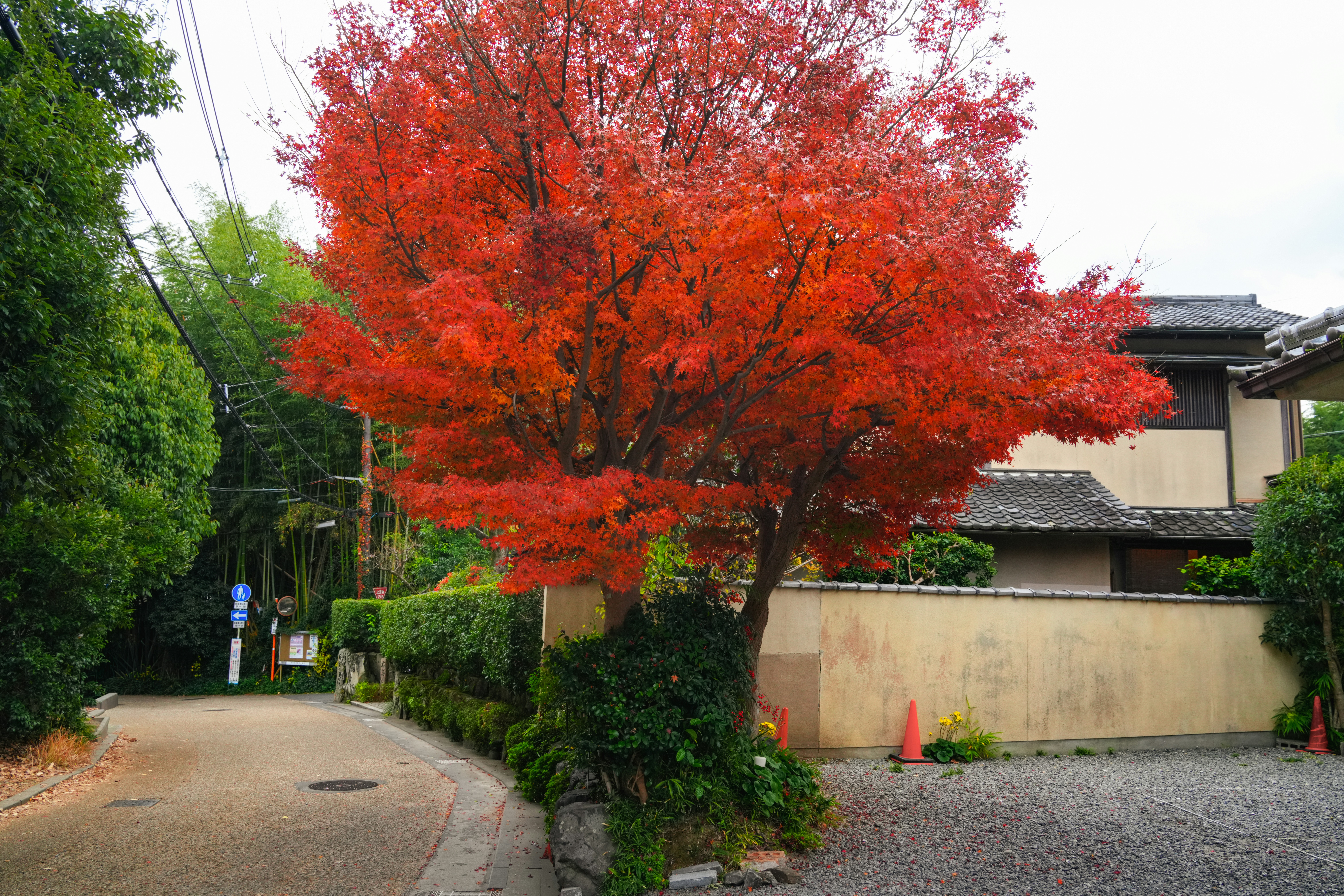 Crimson Canopy Over a Quiet Japanese Street