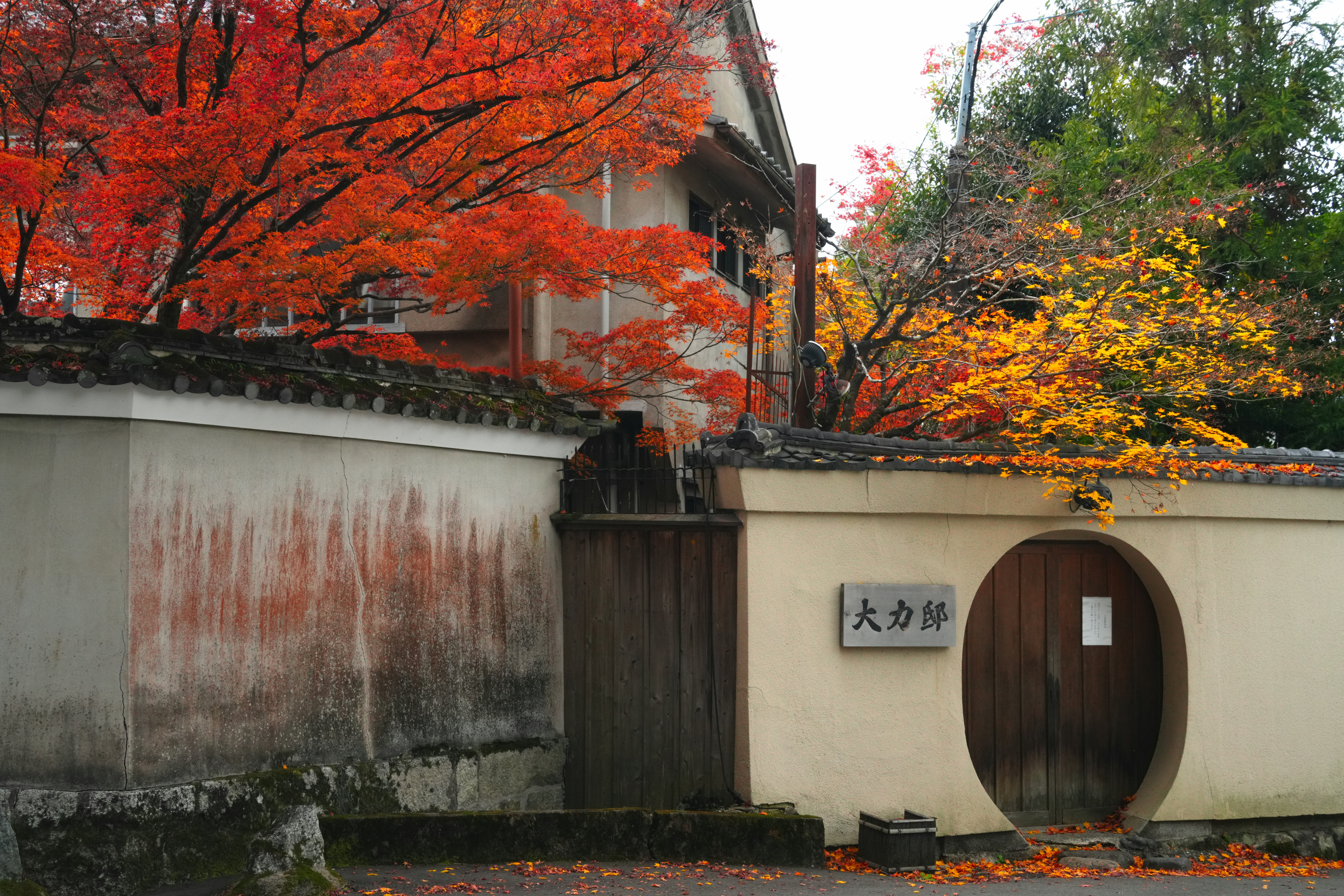 Autumn Gate: A Japanese Courtyard Framed by Maple and Ginkgo