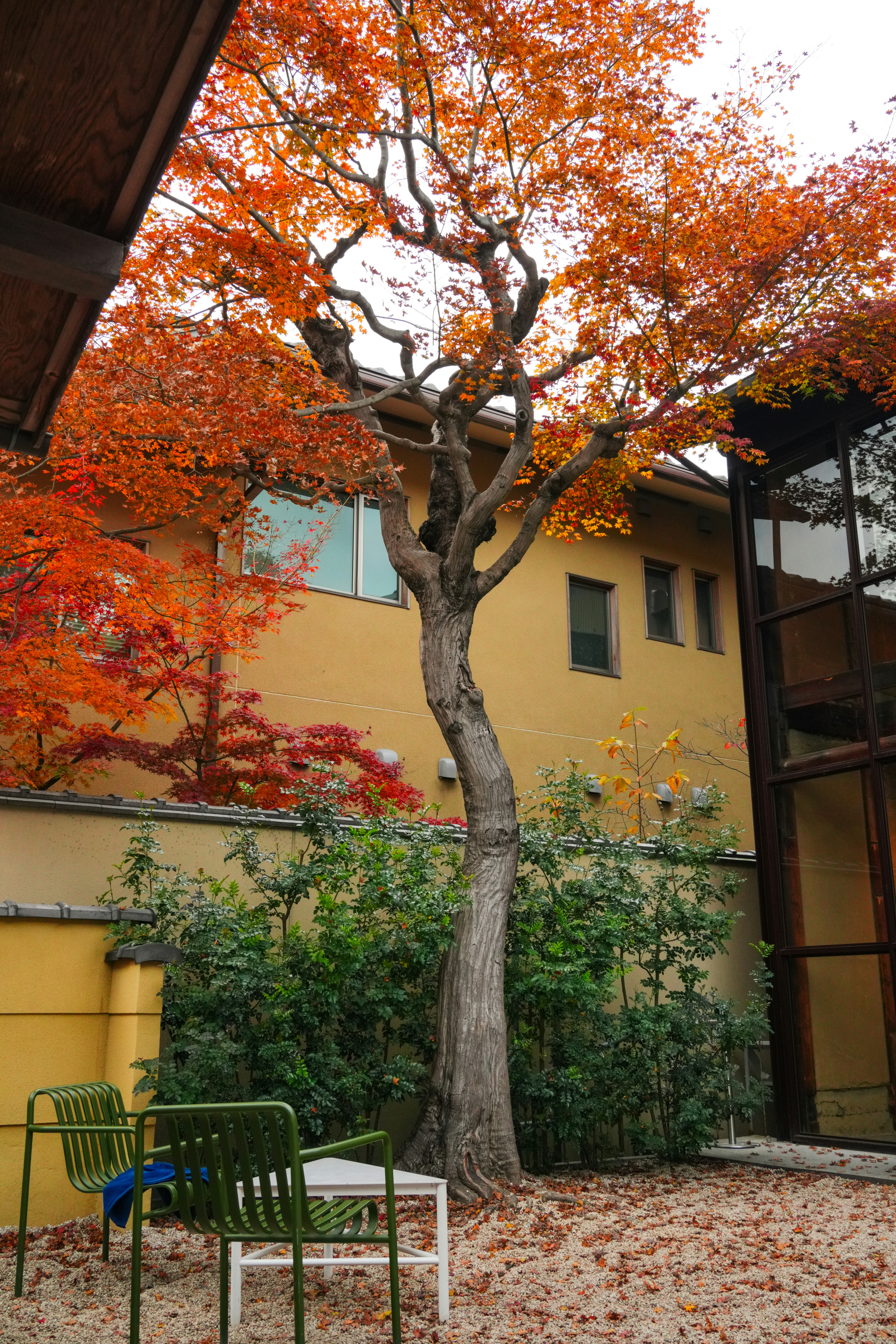 Autumn Tree Framing Between Buildings