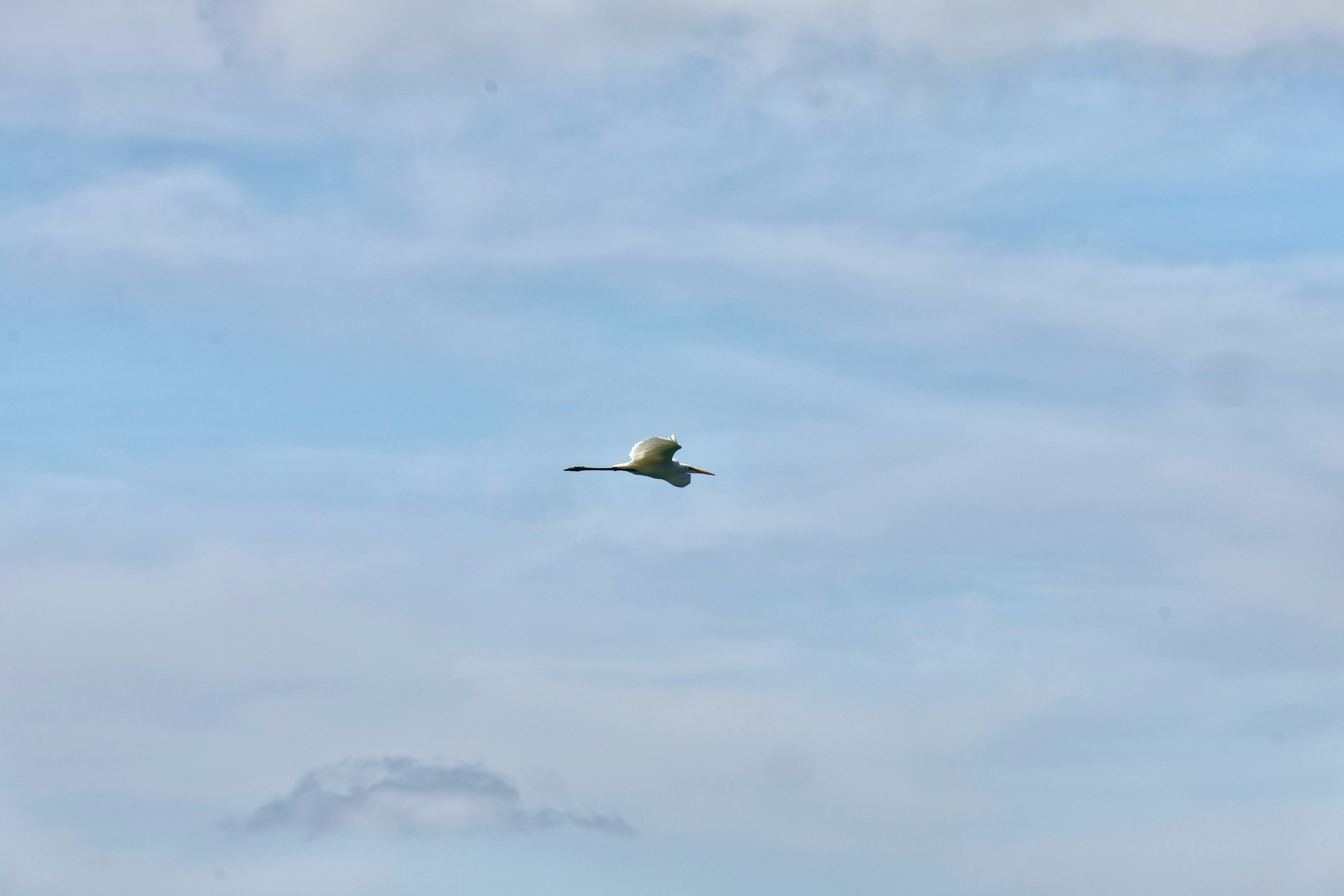 A Lone Seeker Over the Blue Expanse