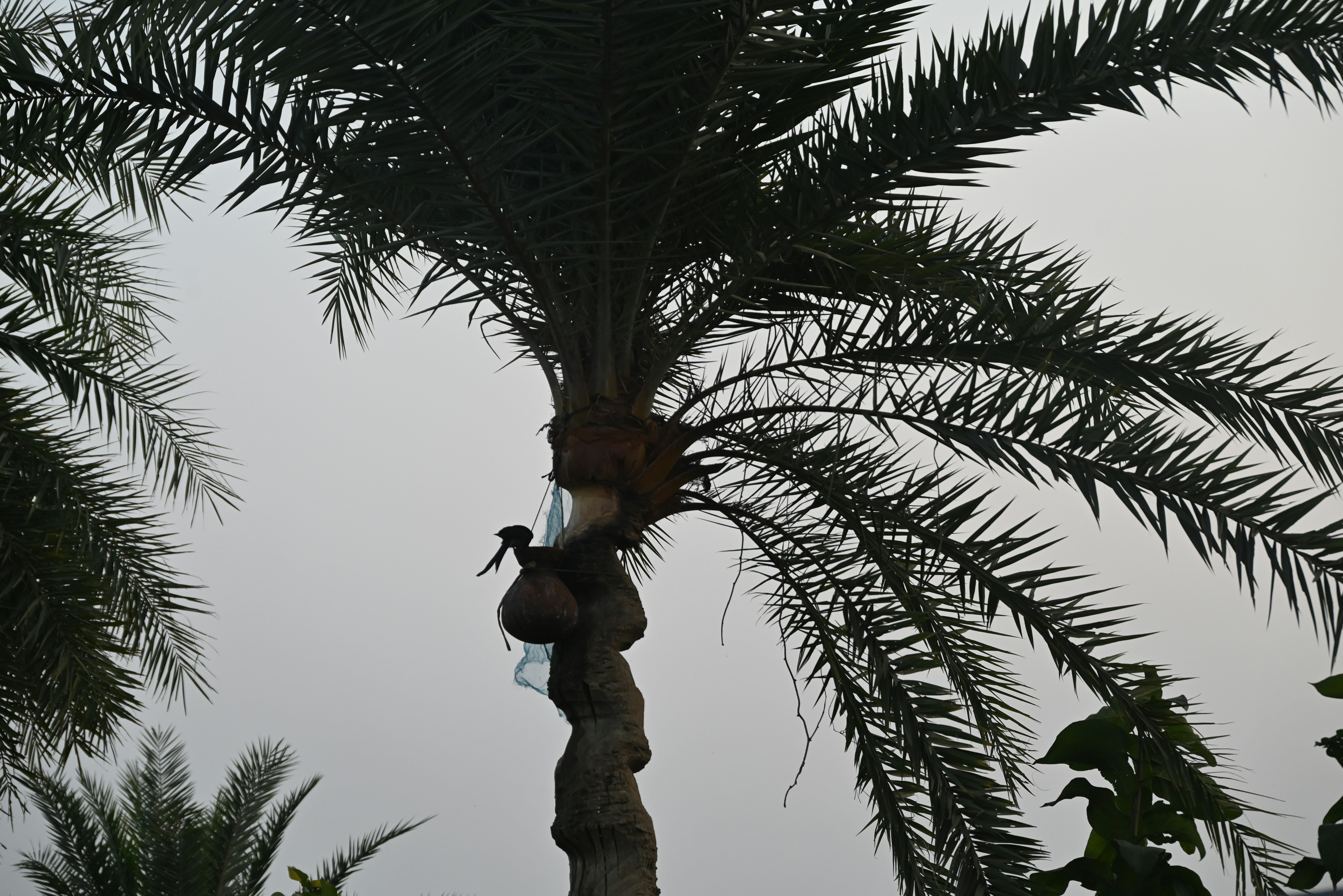 Palm Trunk Closer to the Sky: A Worker Among Feathery Fronds