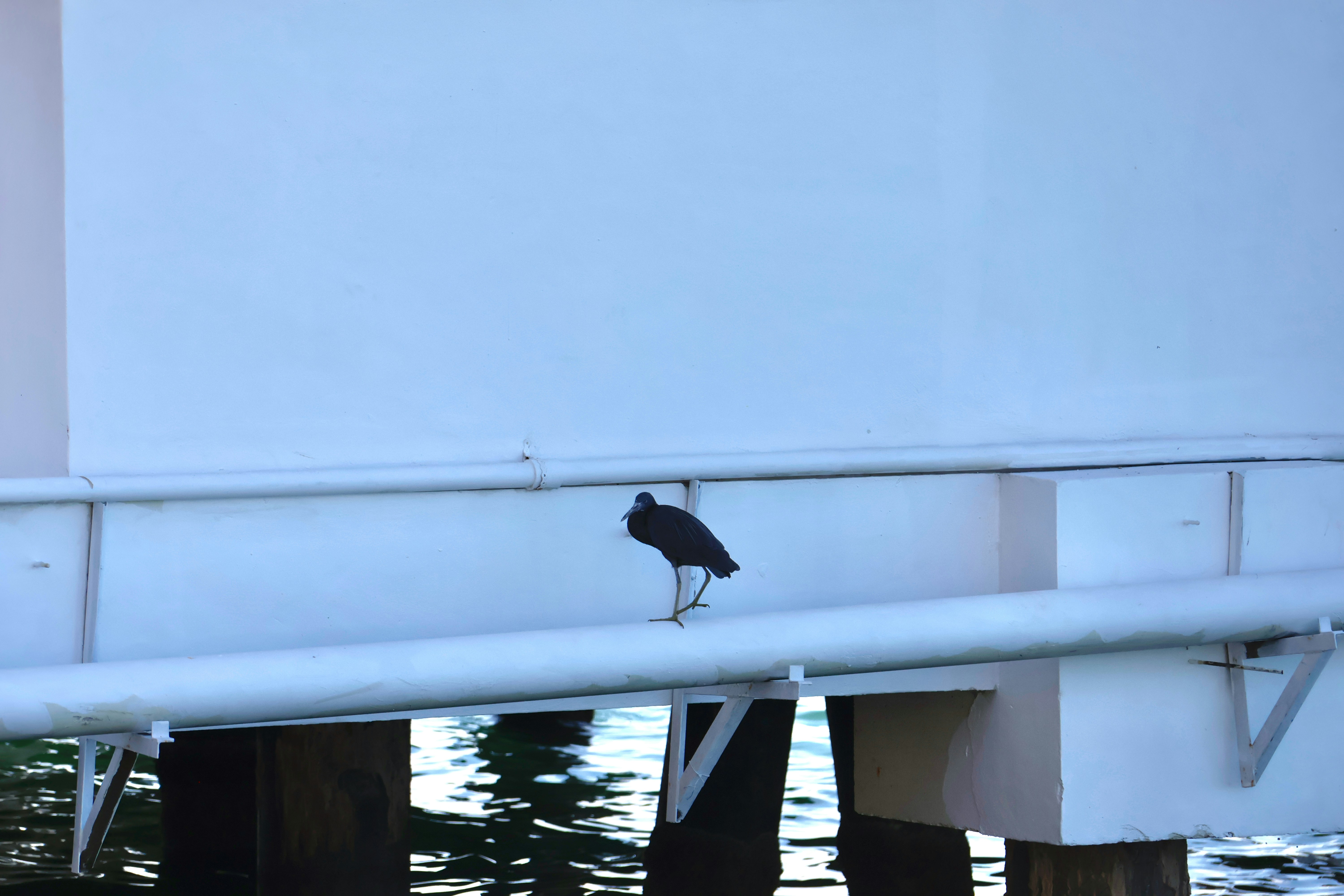 Black-Wooted Bird Perched on a Pier Beam Above Quiet Water