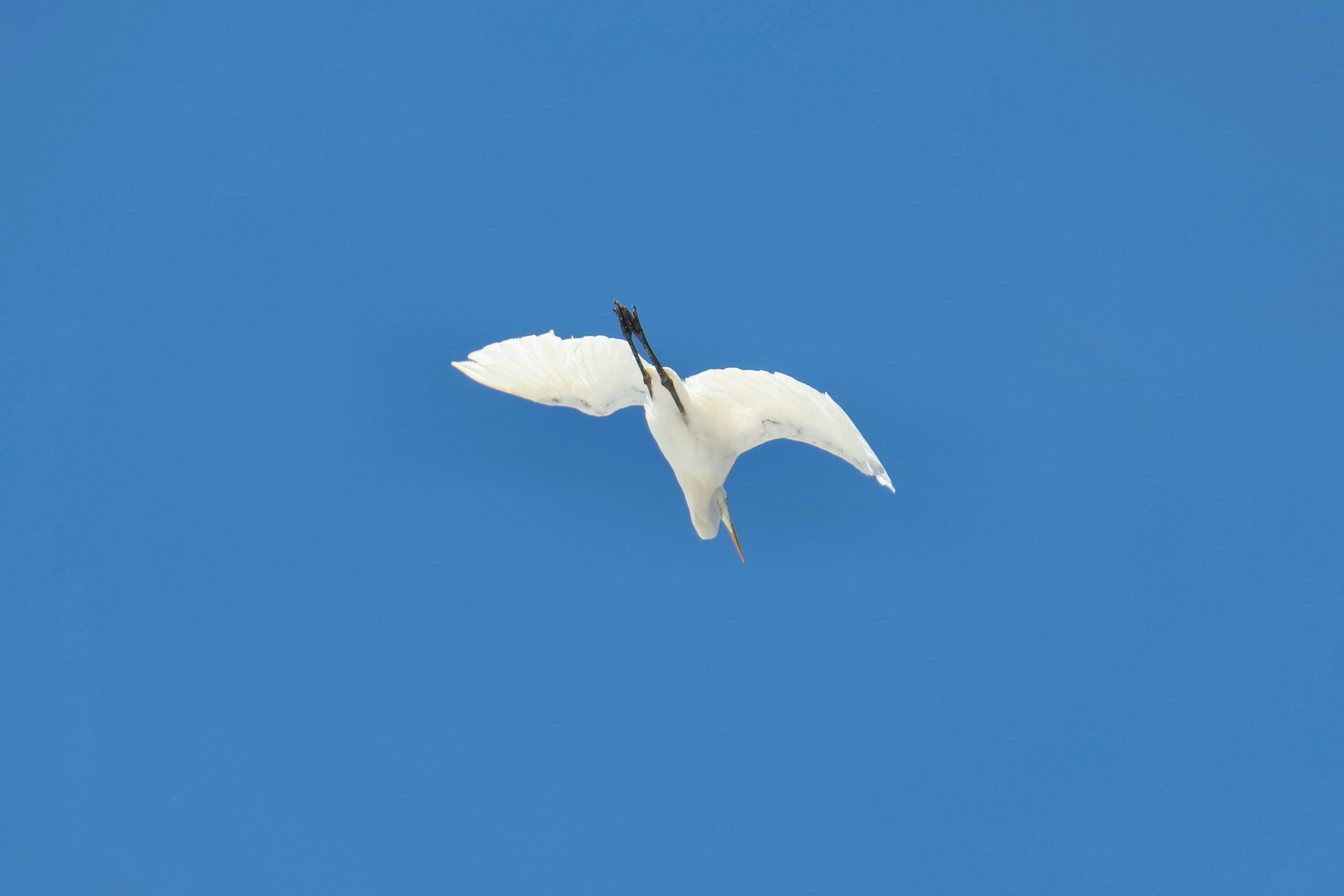 White gull glides against a pure blue sky