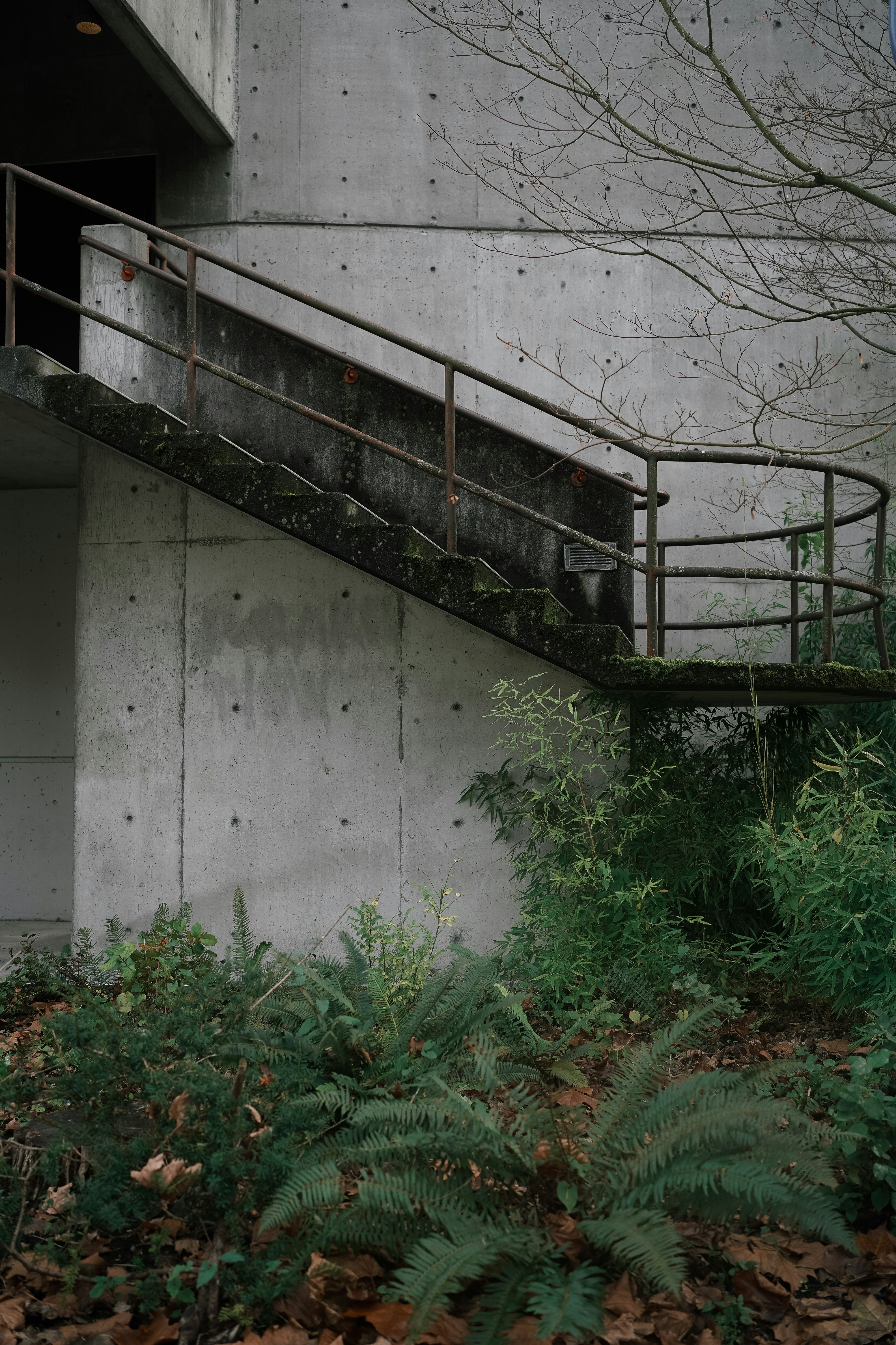 Industrial Staircase Framed by Verdant Understory