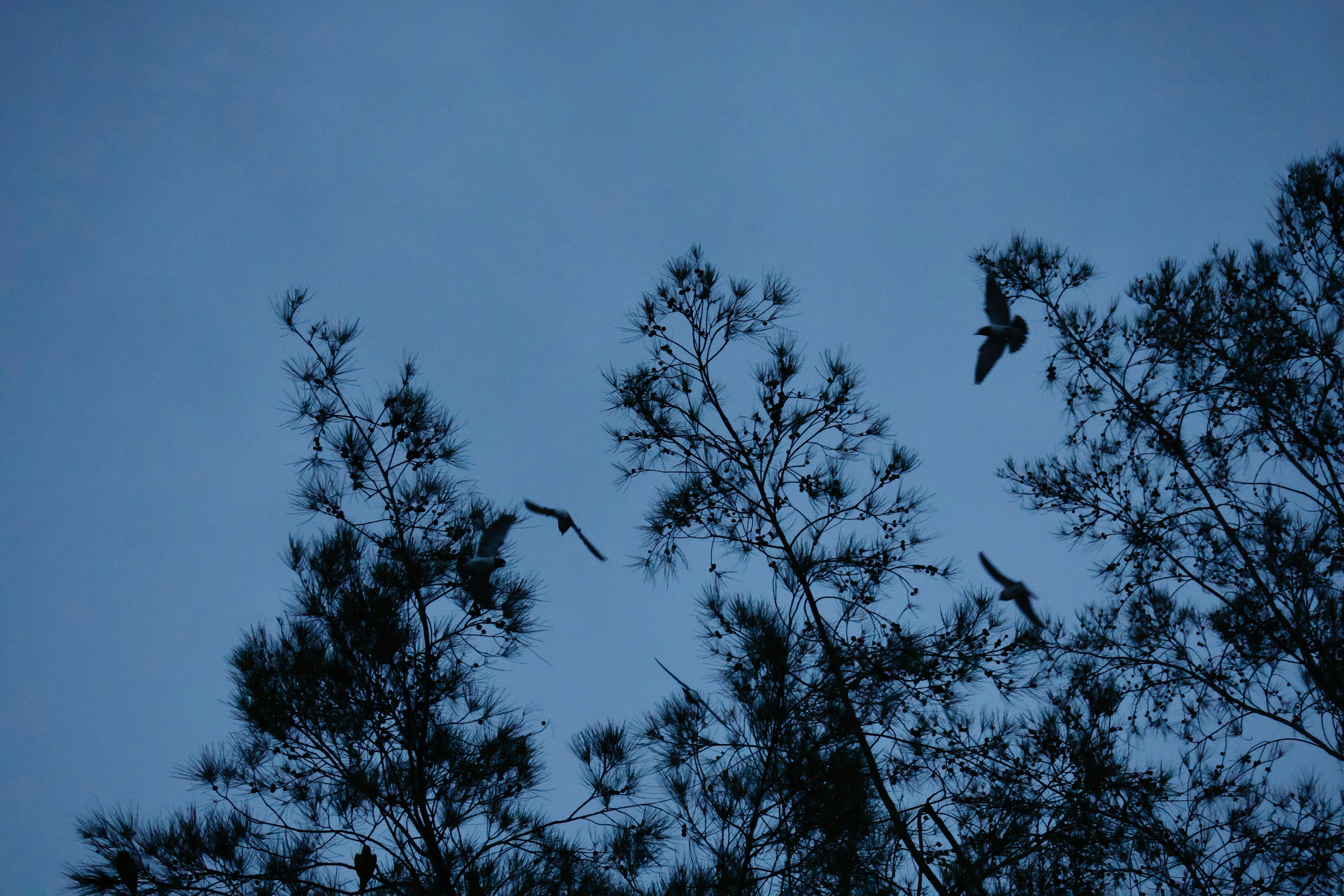 Silhouetted Flock: Nightfall Birds Across Silent Pines