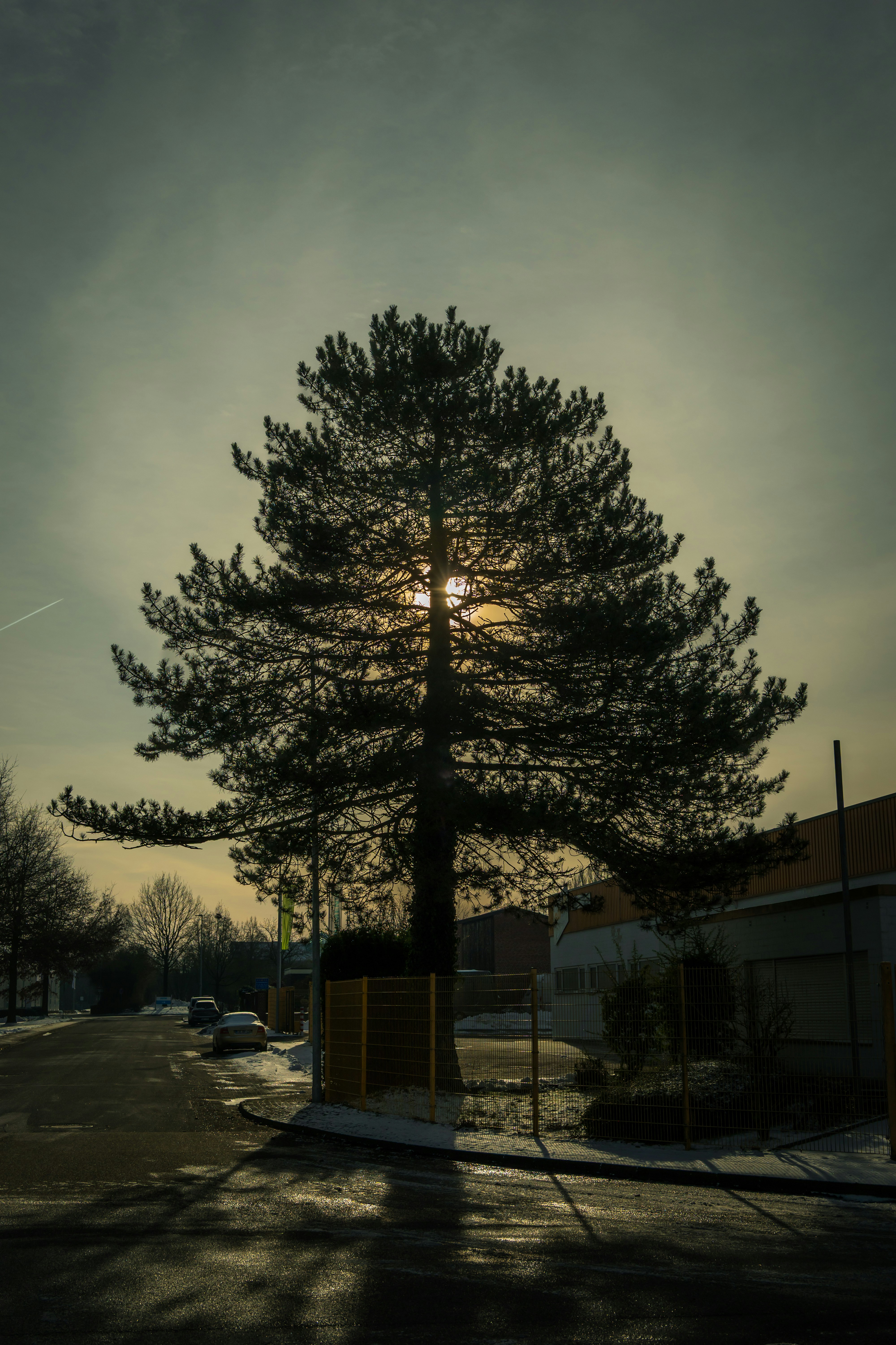Sunlit Sentinel: A Lone Pine Framed by Winter Street