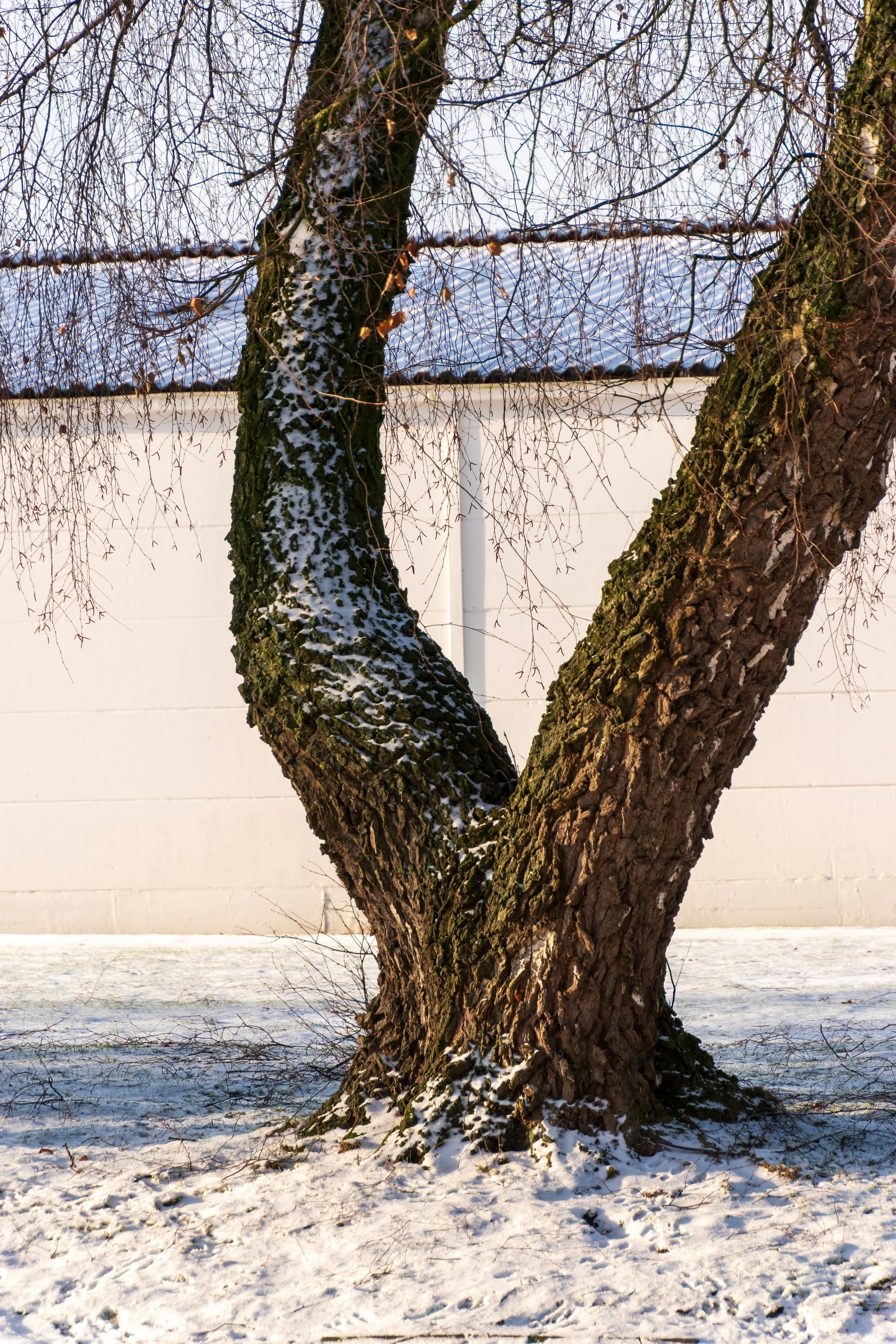 Twinned Trunk: Snow, Bark, and a Quiet Fence