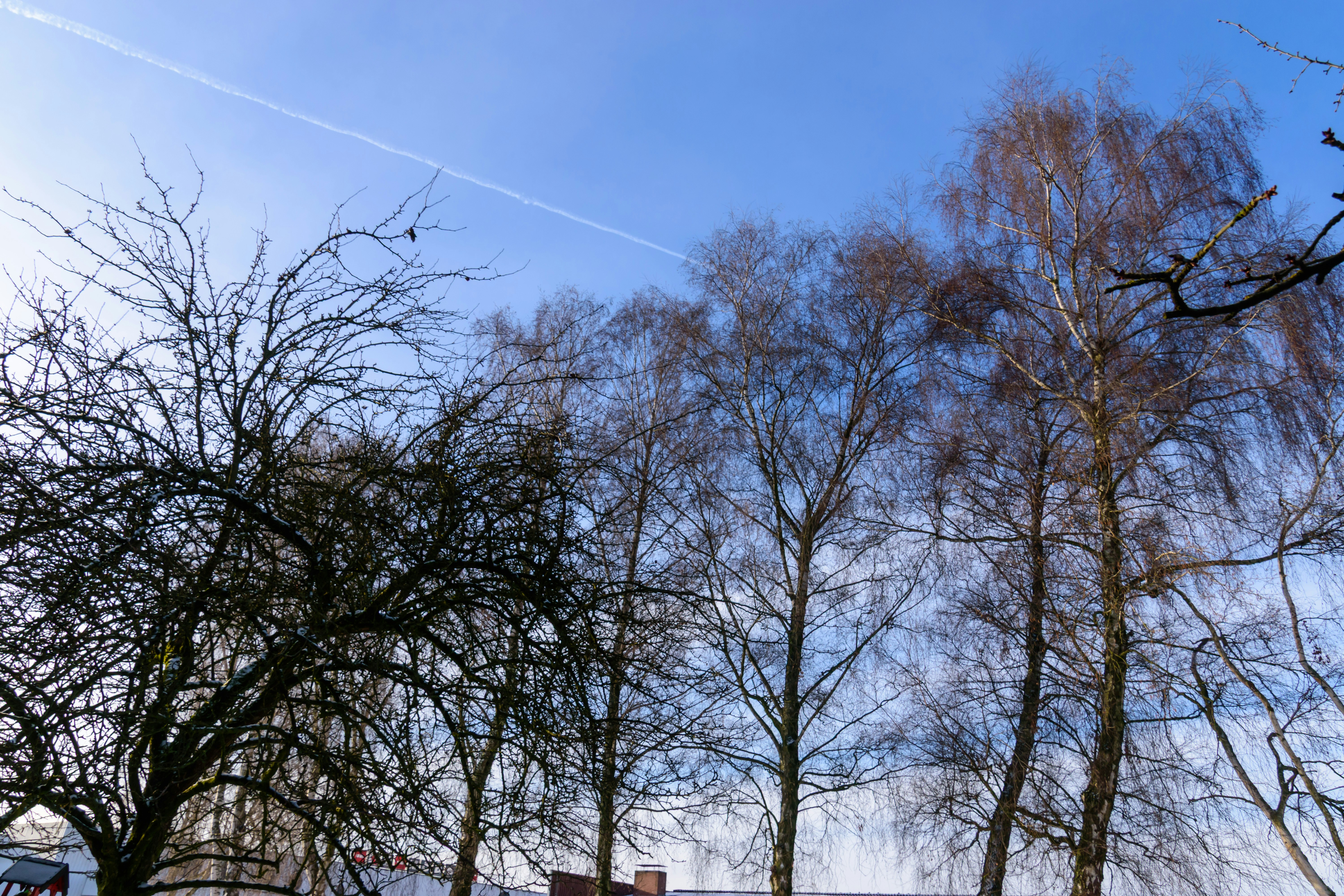 Winter Skyline: Leafless Trees Reach Toward a Clear Blue Sky
