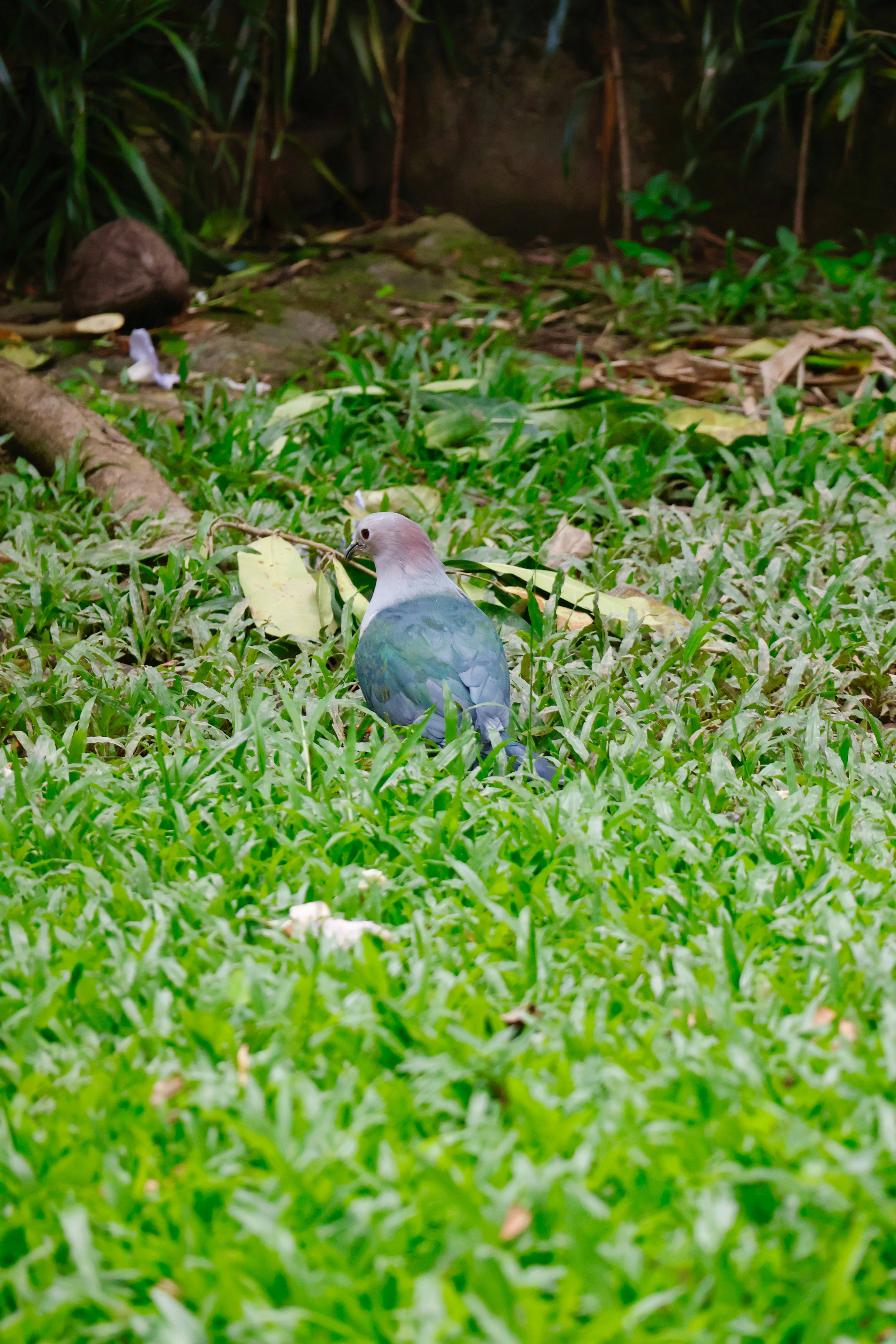 Calm Urban Pigeon Amid Fresh Grass
