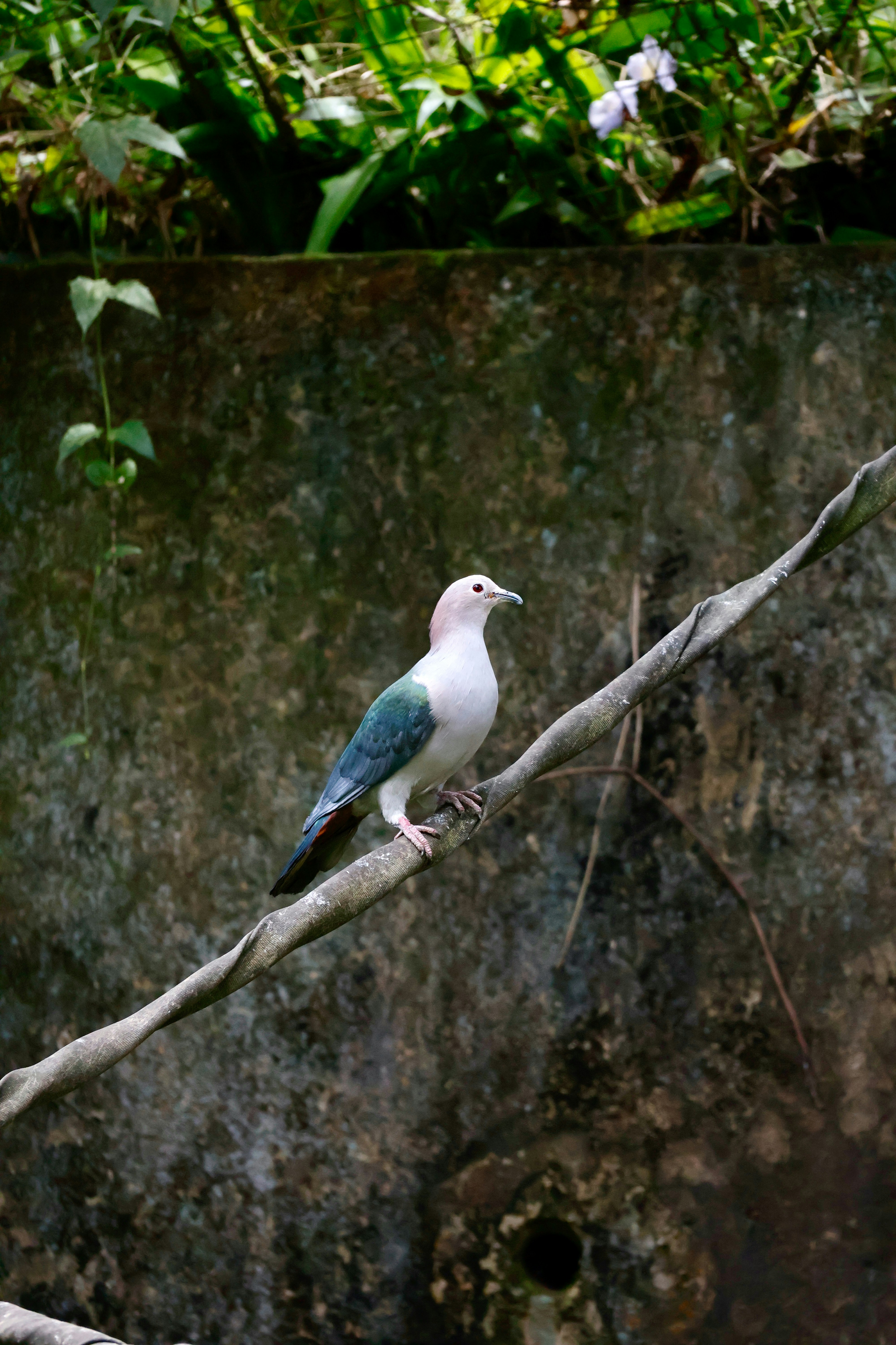 Vivid Blue-Backed Dove Perched on a Leaning Branch