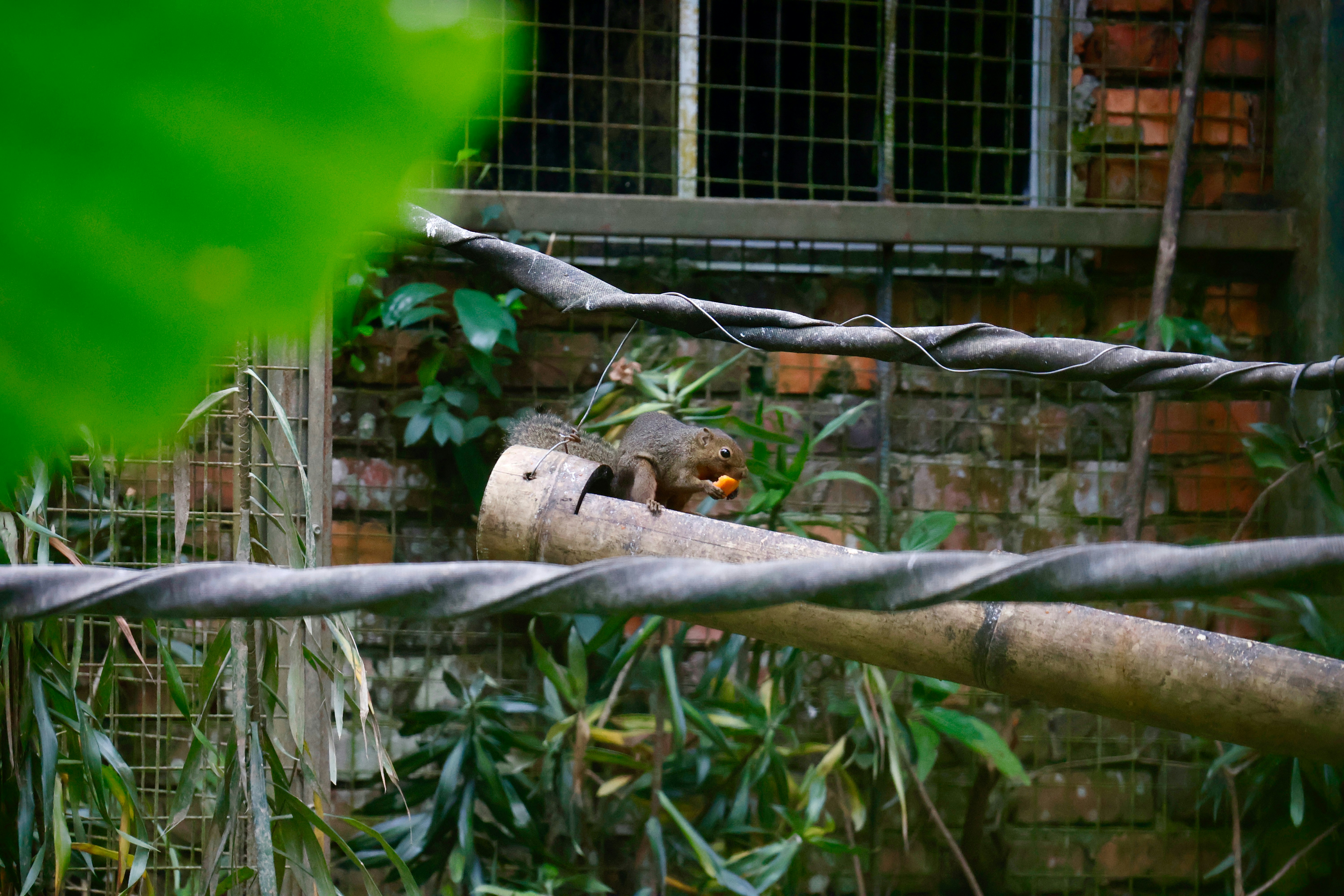 Hidden Orange Snack in a Garden Cage