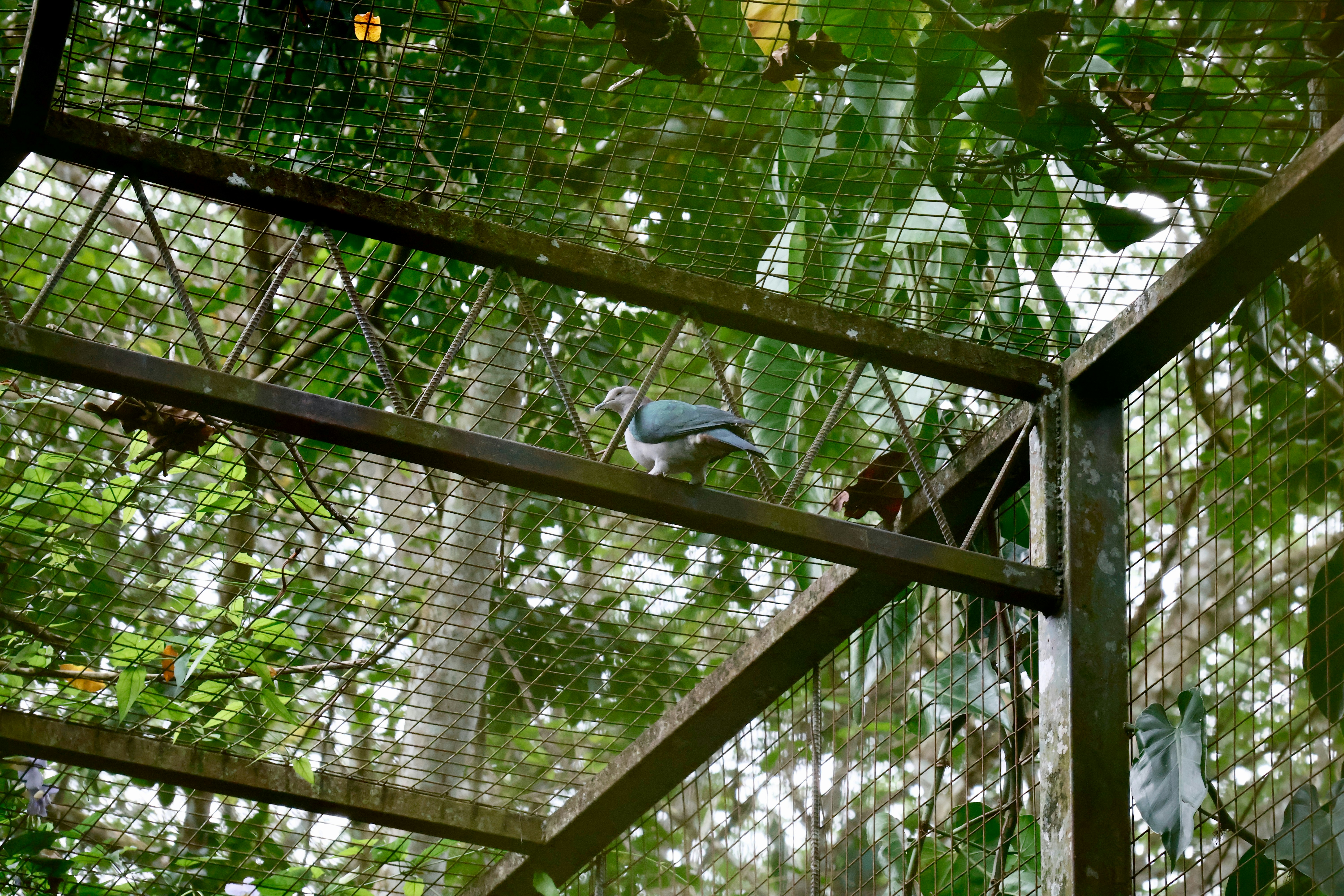 Birds Above the Enclosed Green Lattice