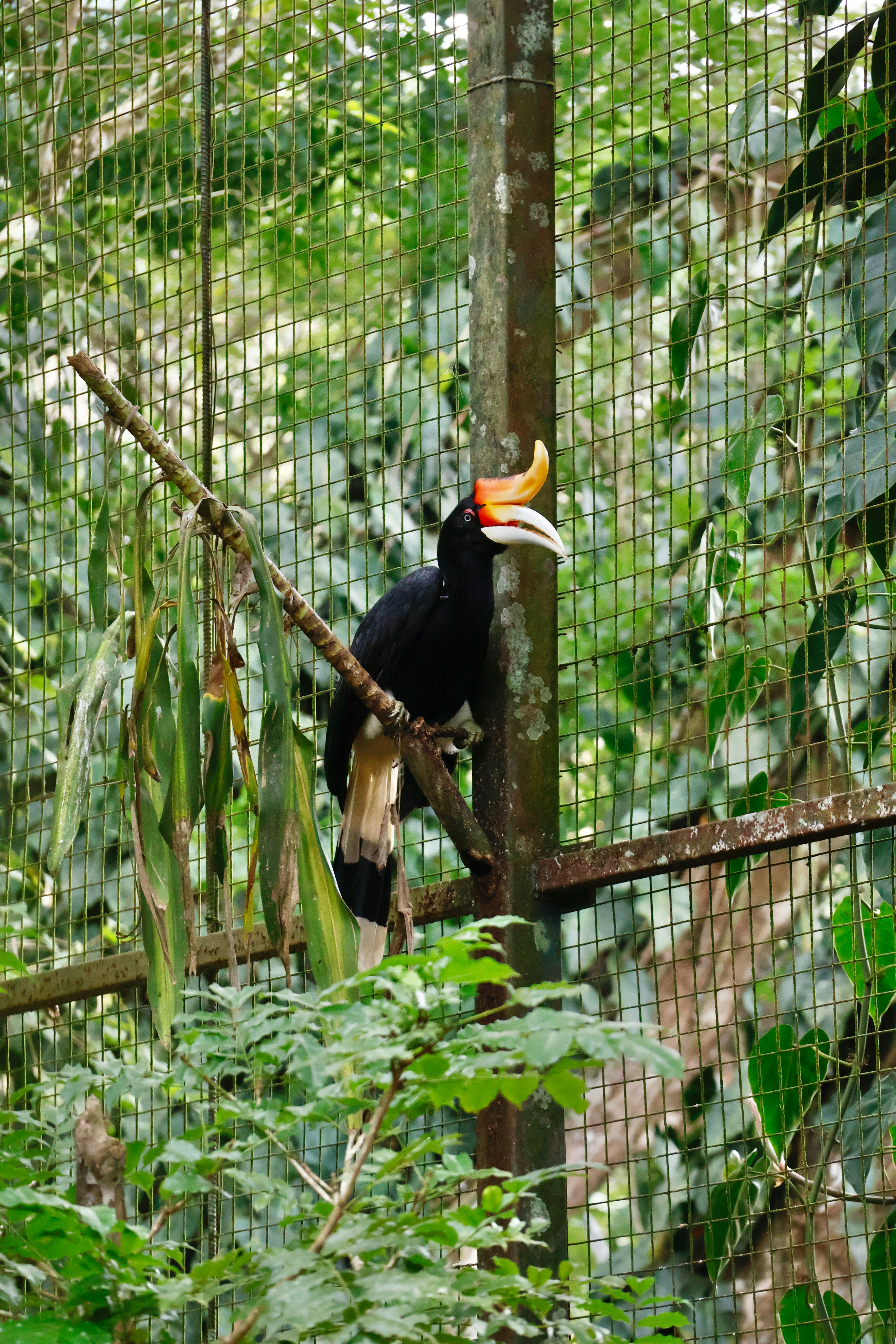 A vireo of the cage: the hornbill with an open beak perched on a rusty bar