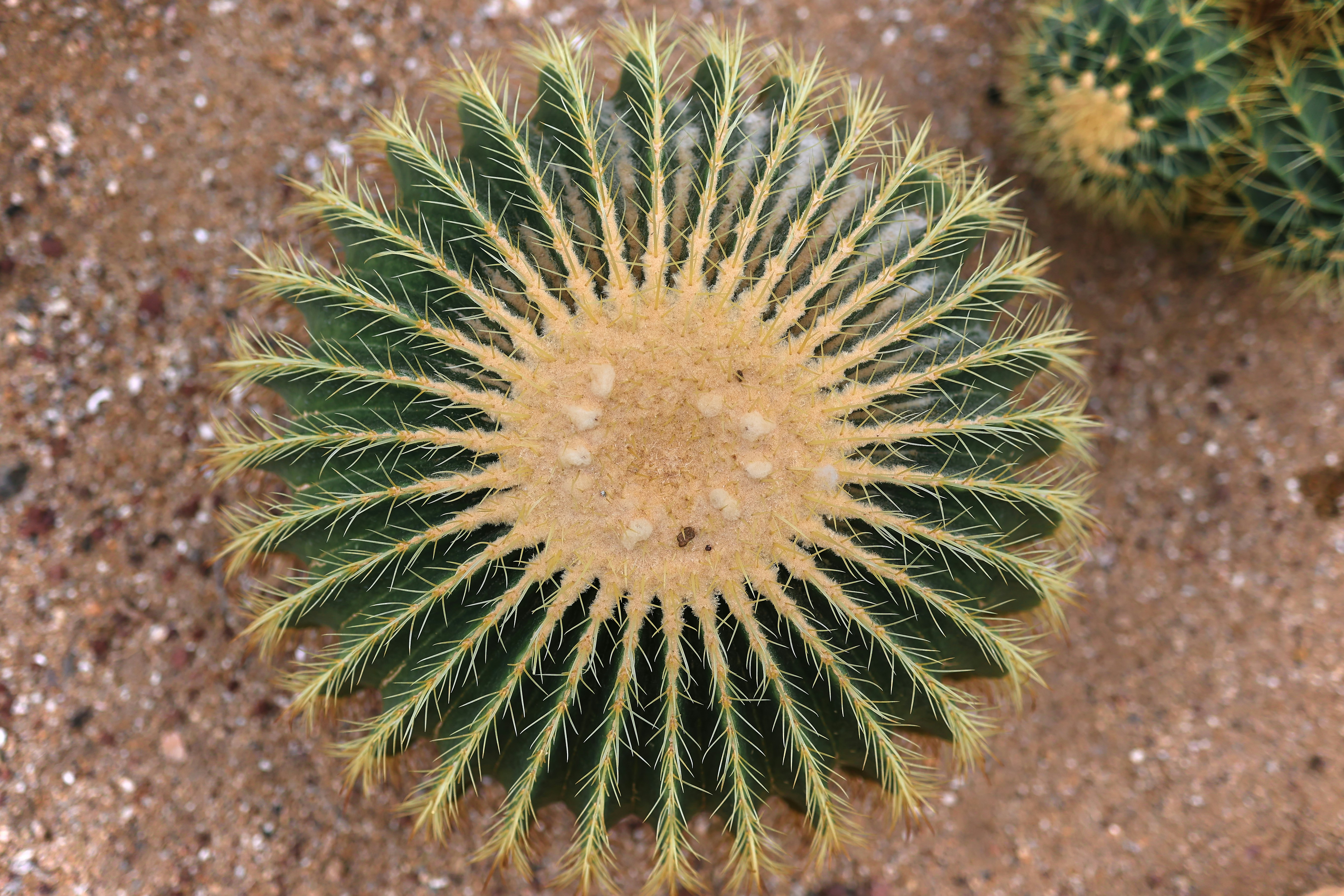 Radial Crown: A Desert Starburst