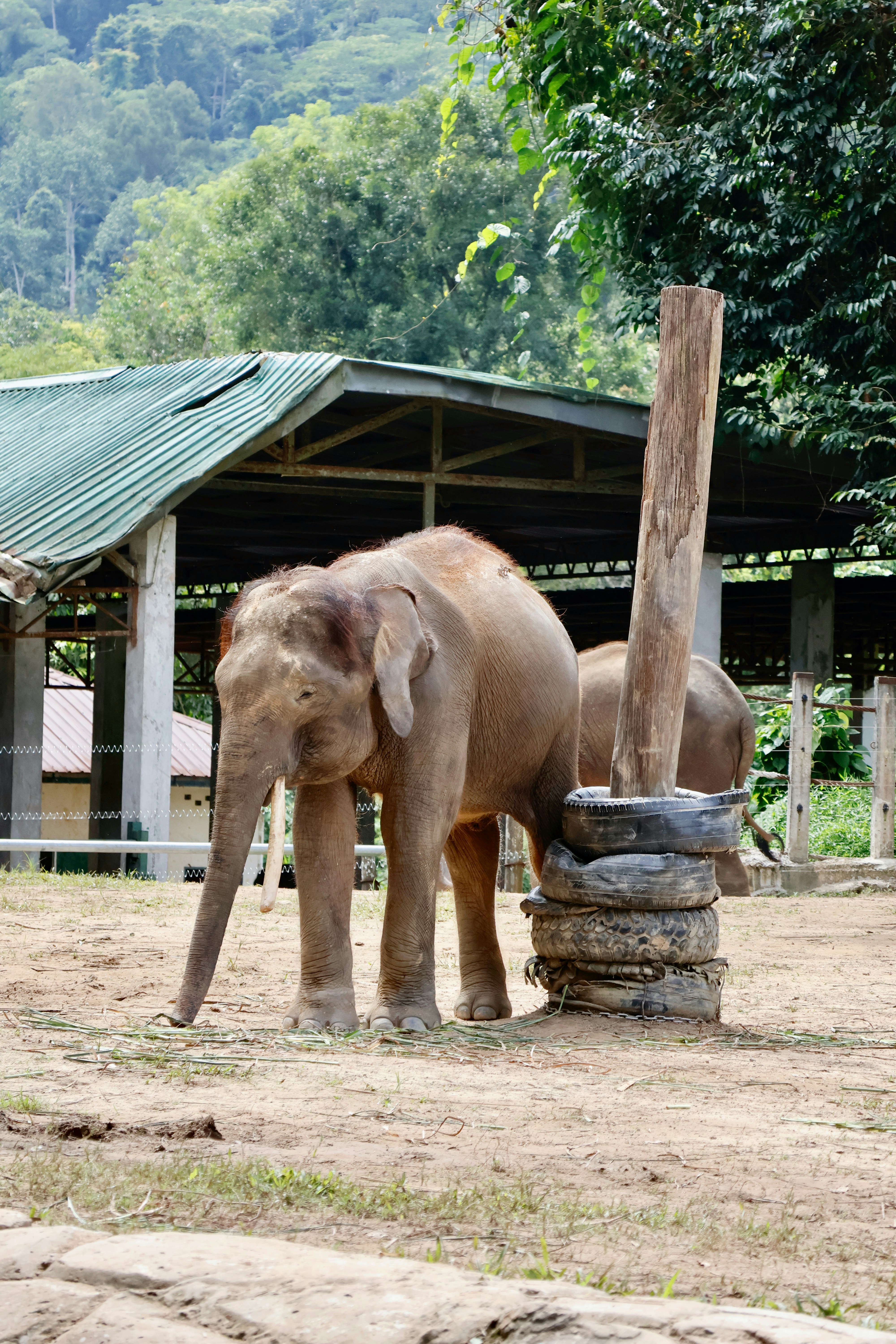 Elephant Cornered by a Tire-Pyramid at a Quiet Shelter
