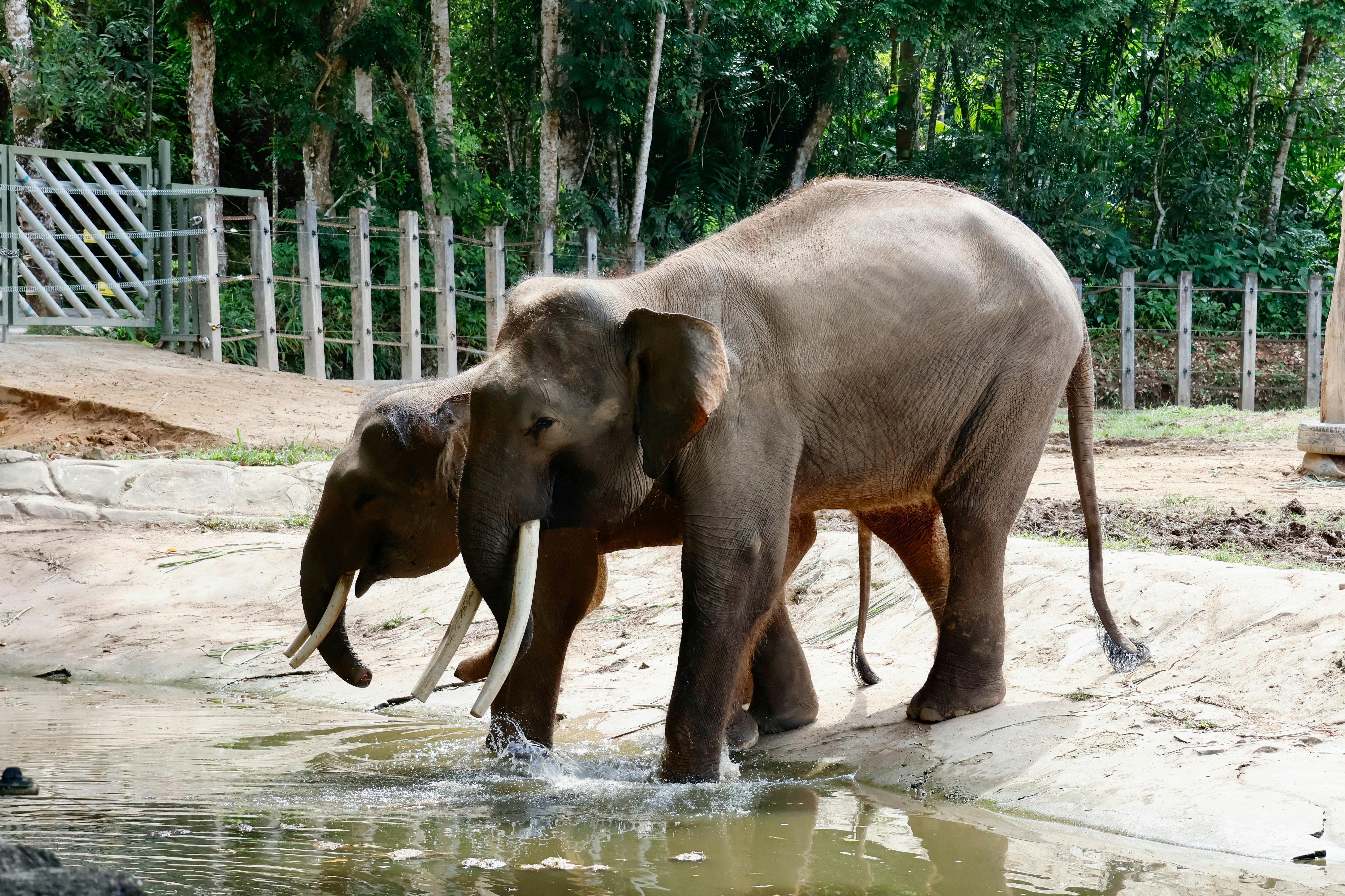 Gentle Giants at the Water’s Edge
