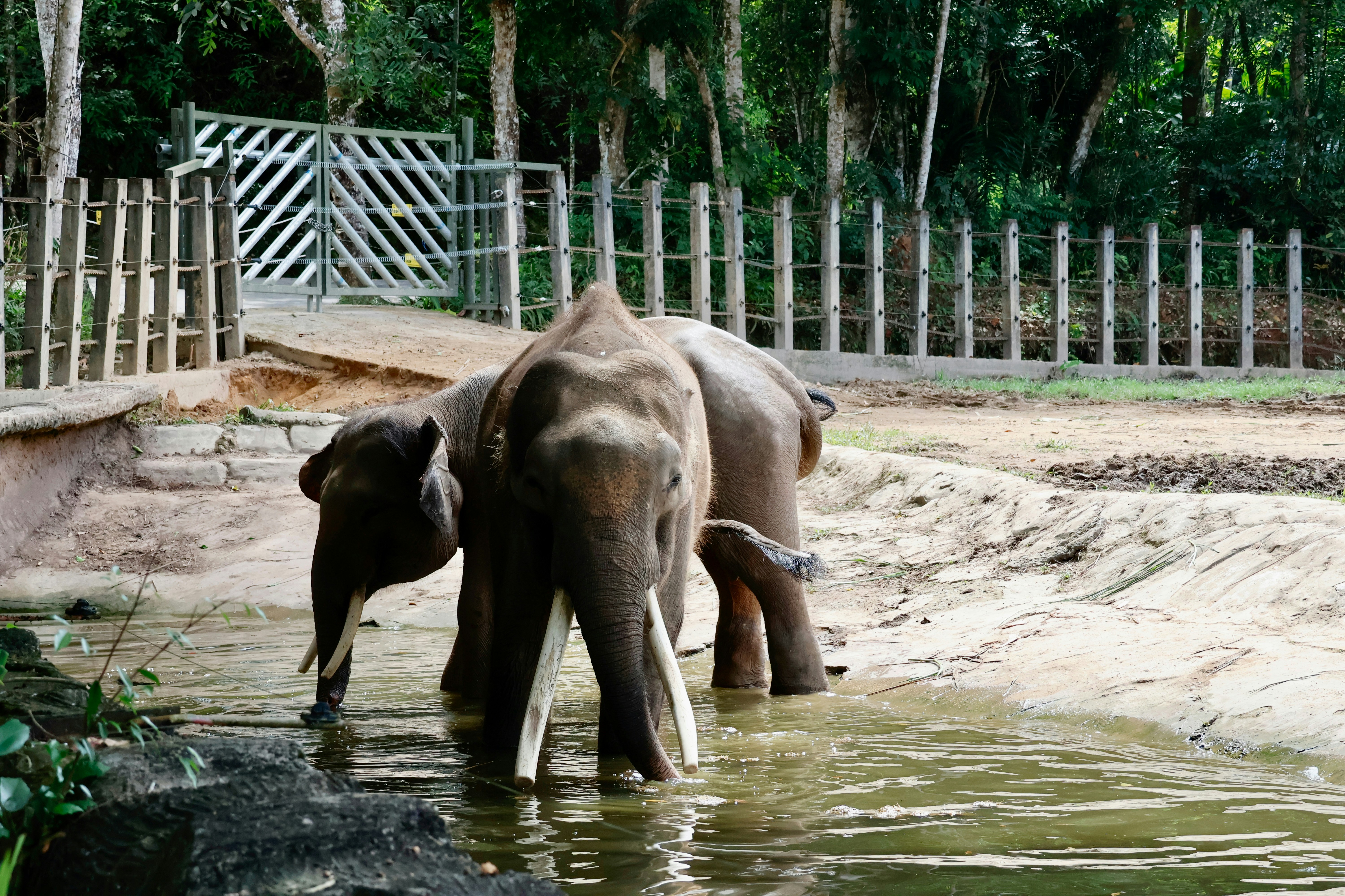 Elephants at the Watering Hole: Morning Tranquility