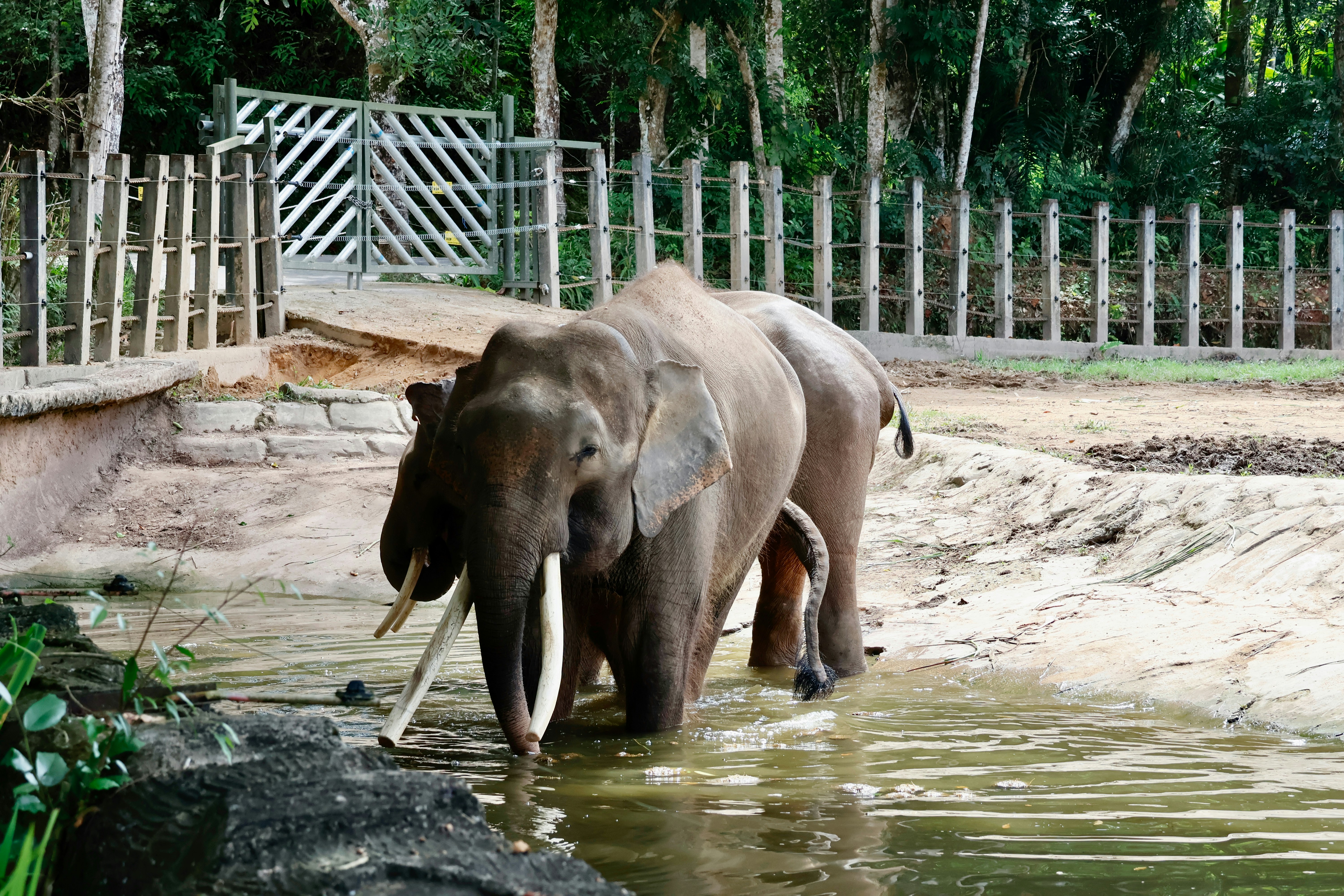 Majestic Matriarch: Crossing the Water VS The Reserve