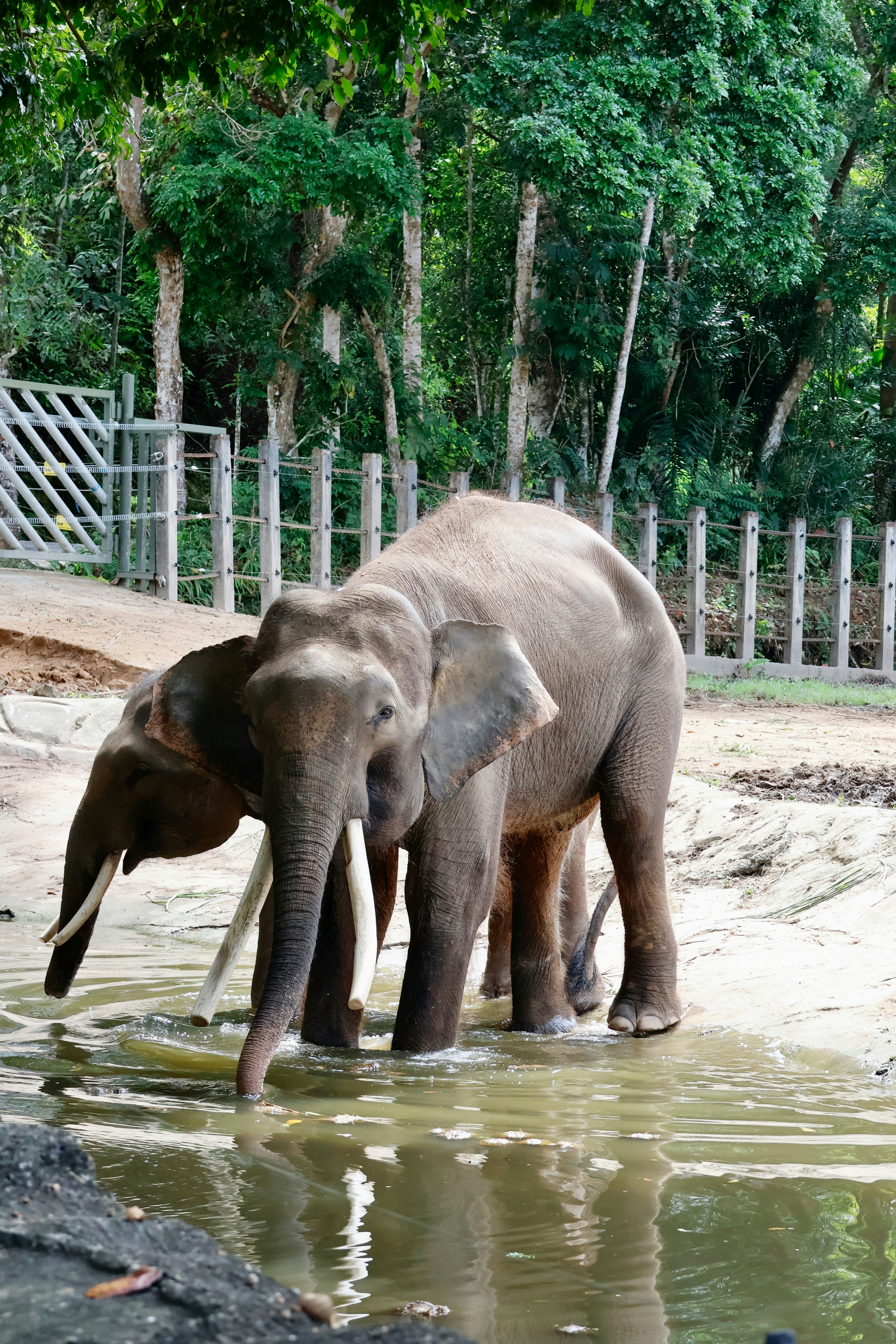 Water-Logged Parade: An Elephant Pair at the Forest Edge