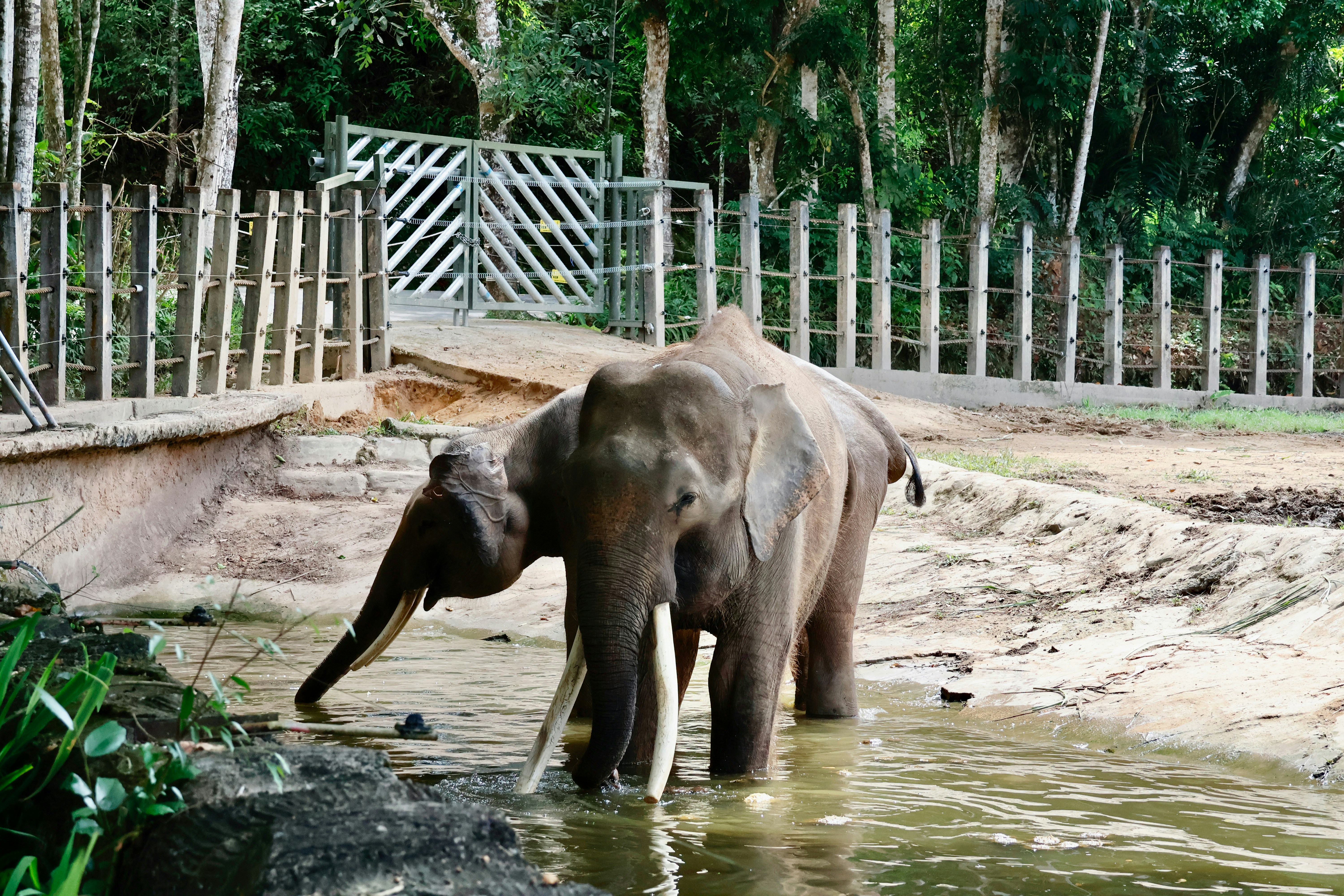 Waterbound Sentinel: An Elephant in a Shaded Riverside Exhibit