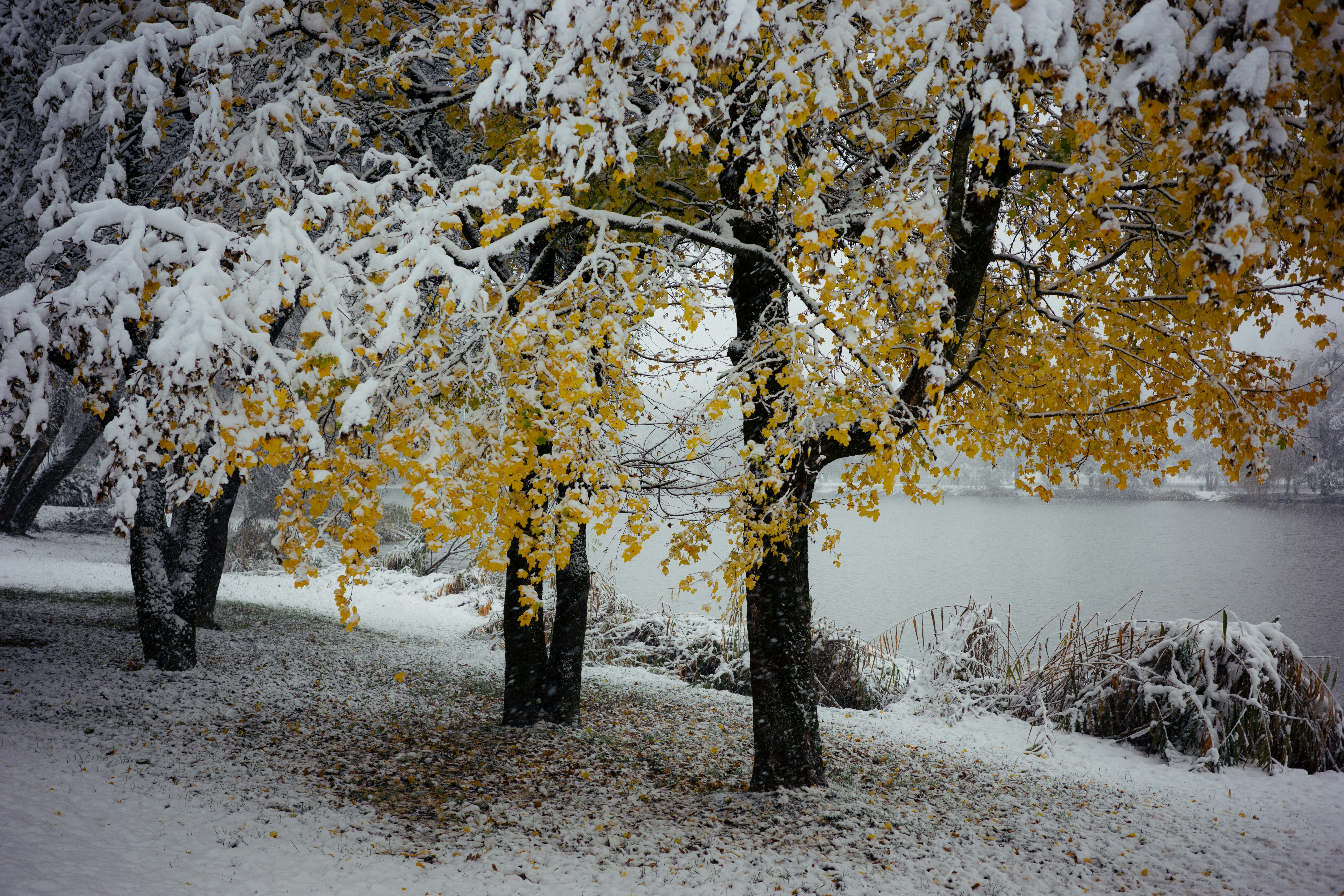 Autumnal Leaves in Snow: A Quiet Riverside Corridor