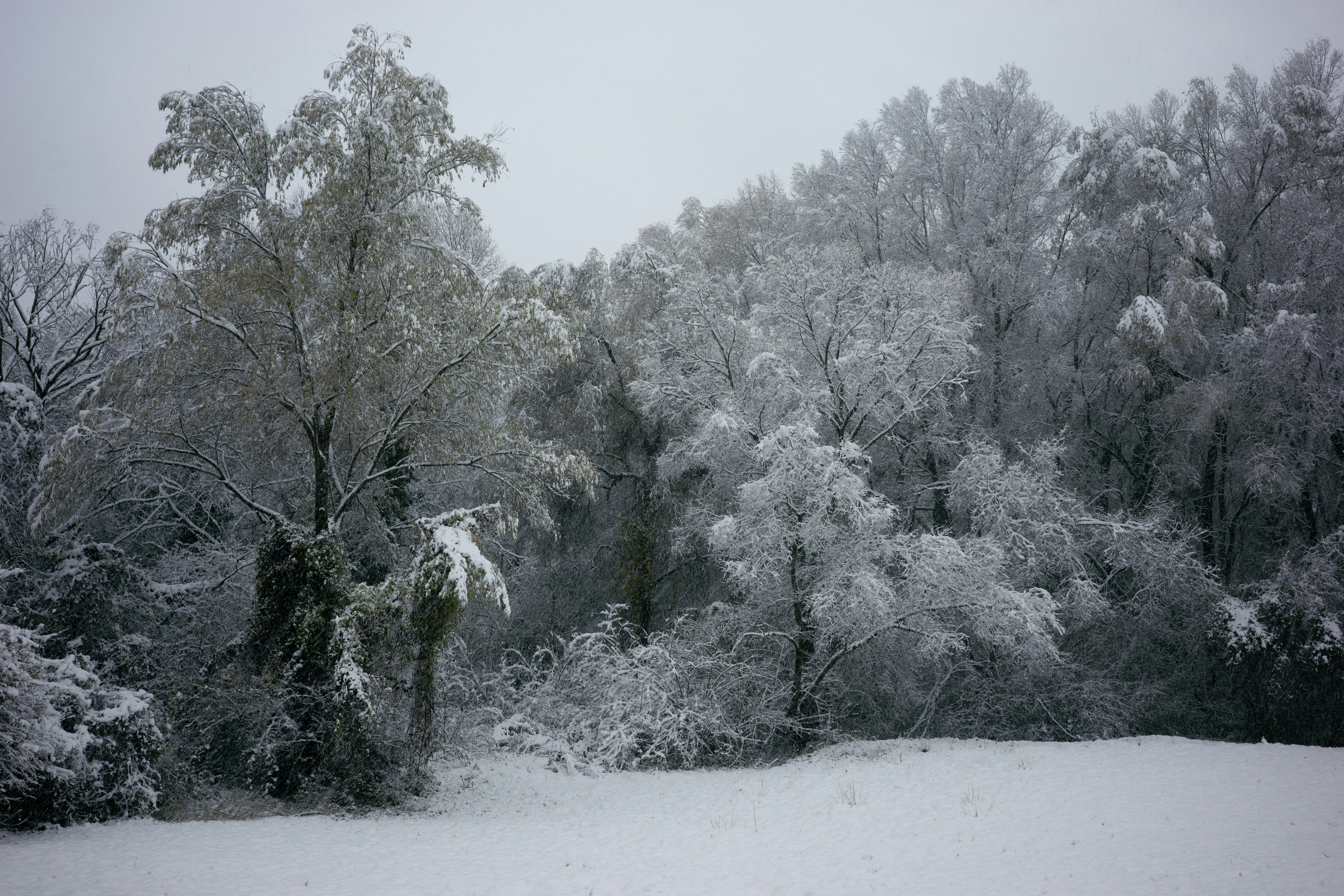 Snowy Riverside: Quiet Trees Weighing Down with Frost