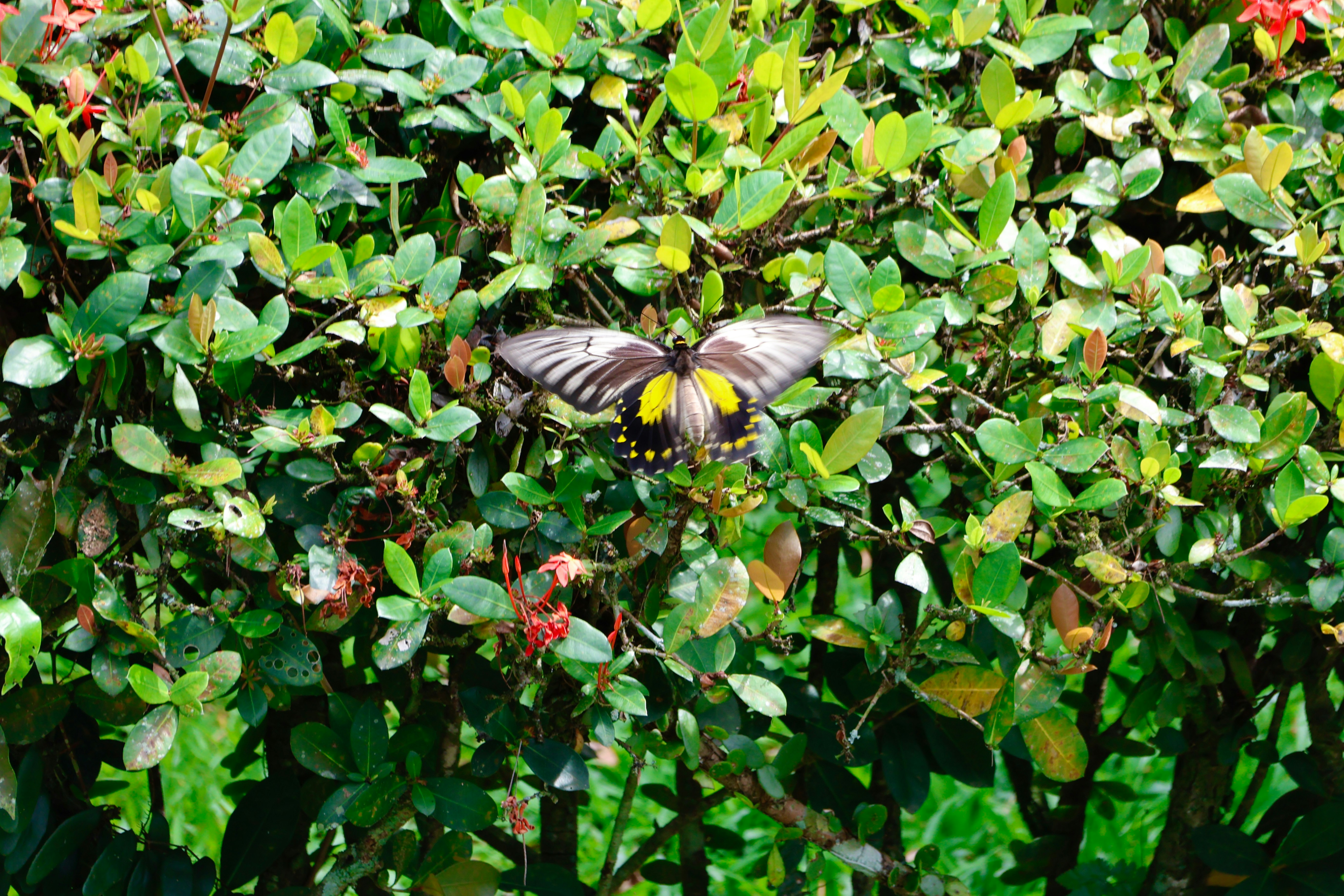 Midflight on a Verdant Stage: A Yellow-Trimmed Swallowtail Among Greenery