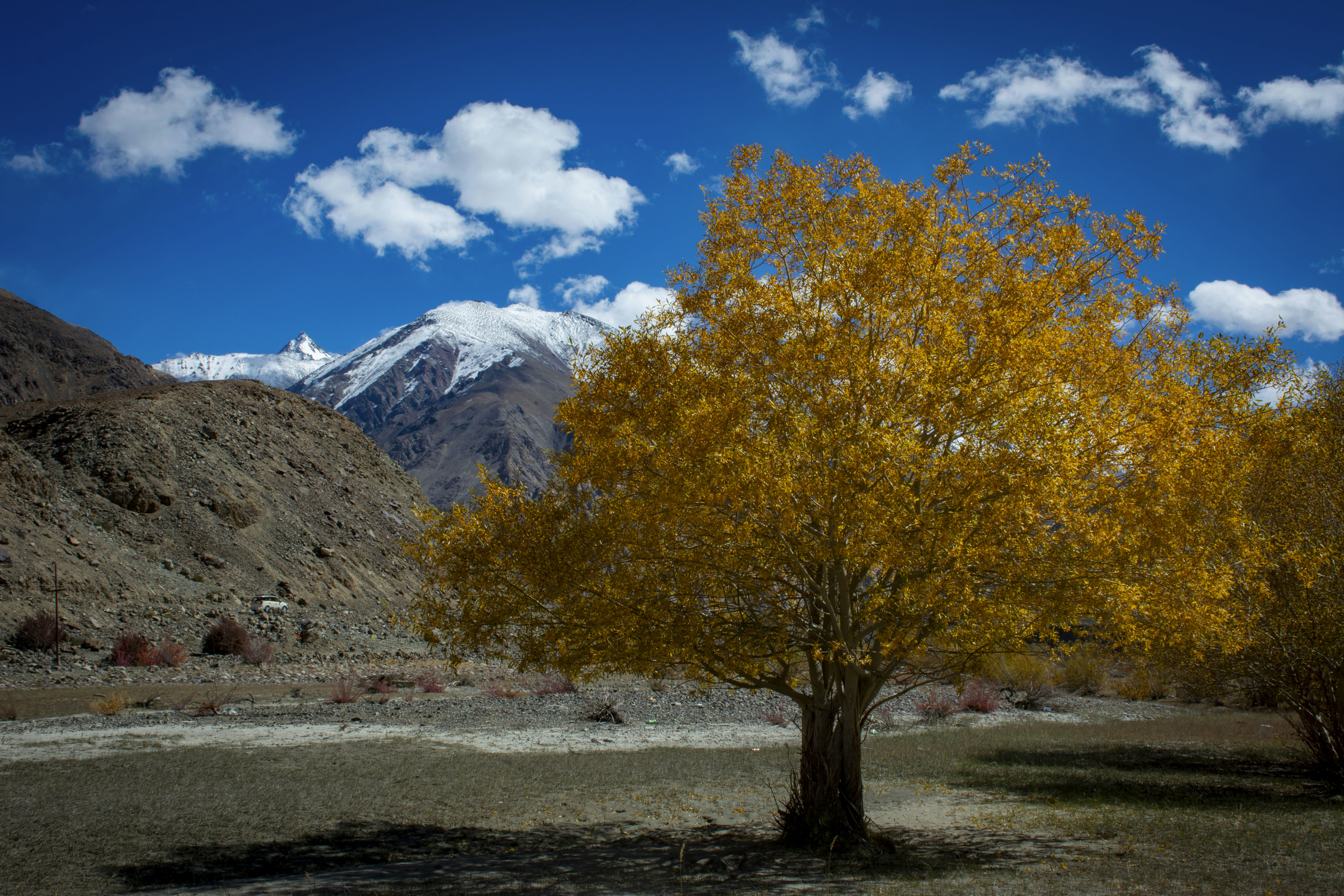 Golden Arboreal Sentinel under a Shimmering Alpine Sky
