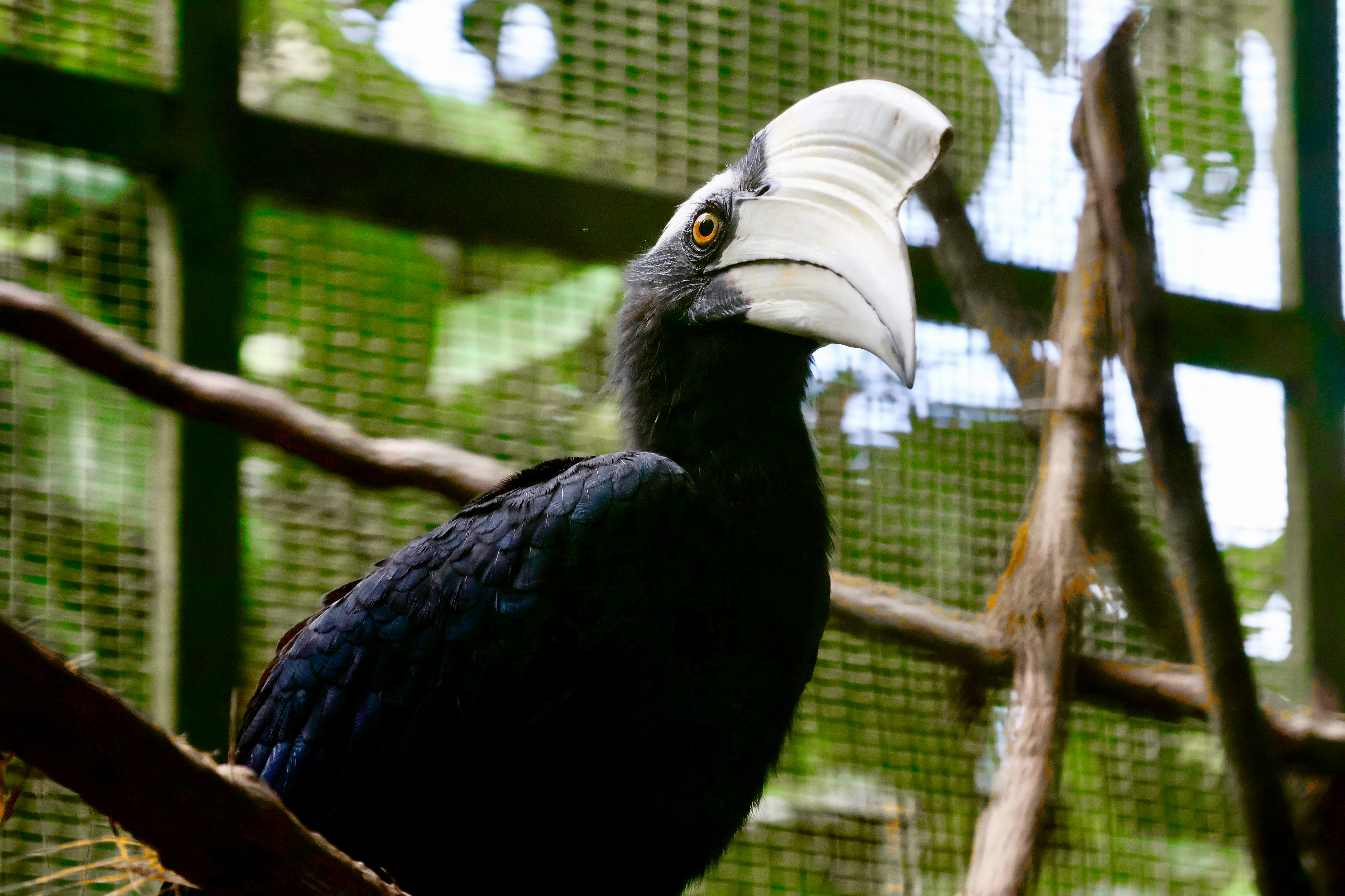Portrait of a horned raven gazing upward in a mesh-enclosed aviary