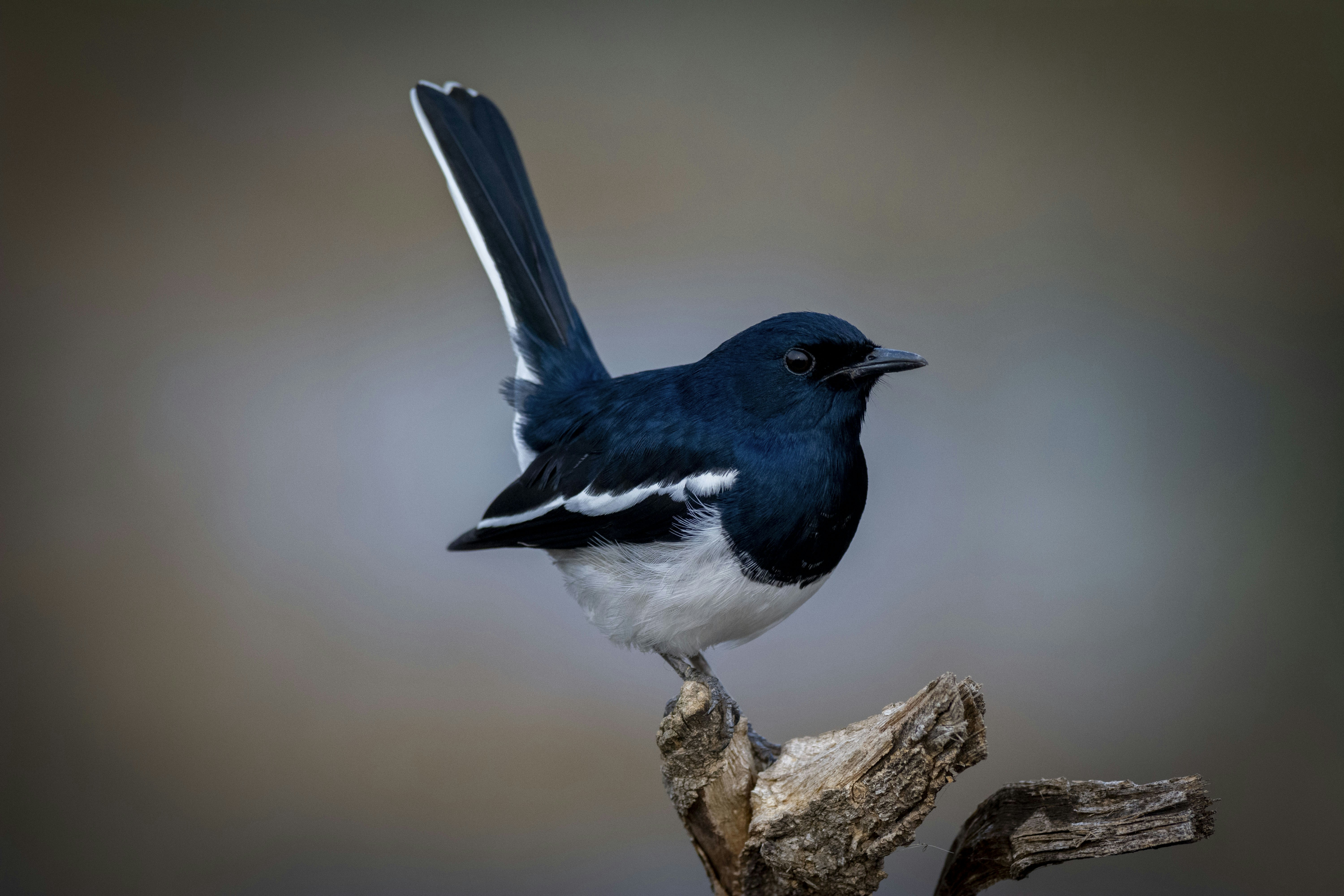 Azure Blackbird Perch: A Post on Weathered Branch