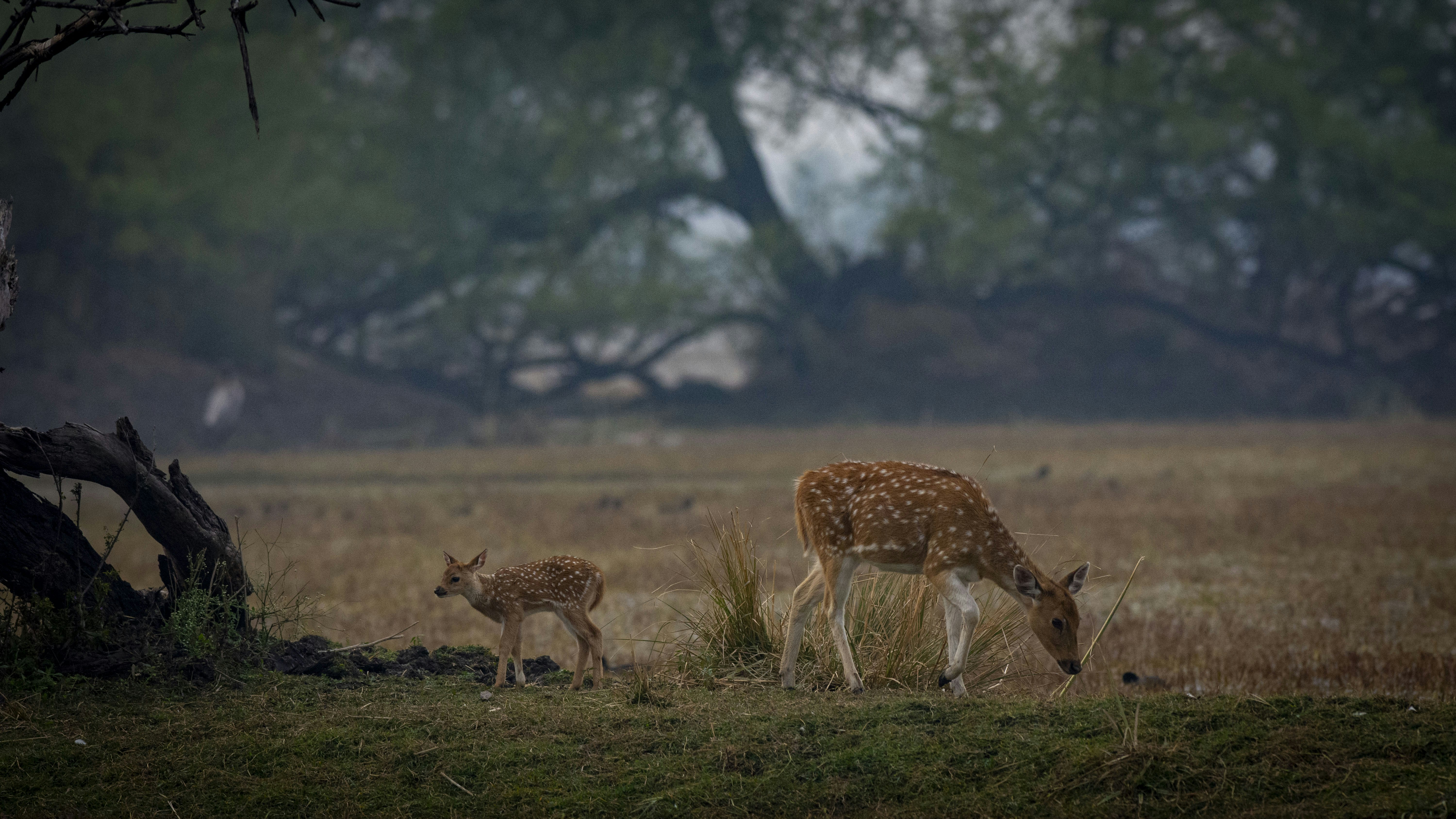 Mother and Fawn in Golden Grasses, Shared Meadow Walk
