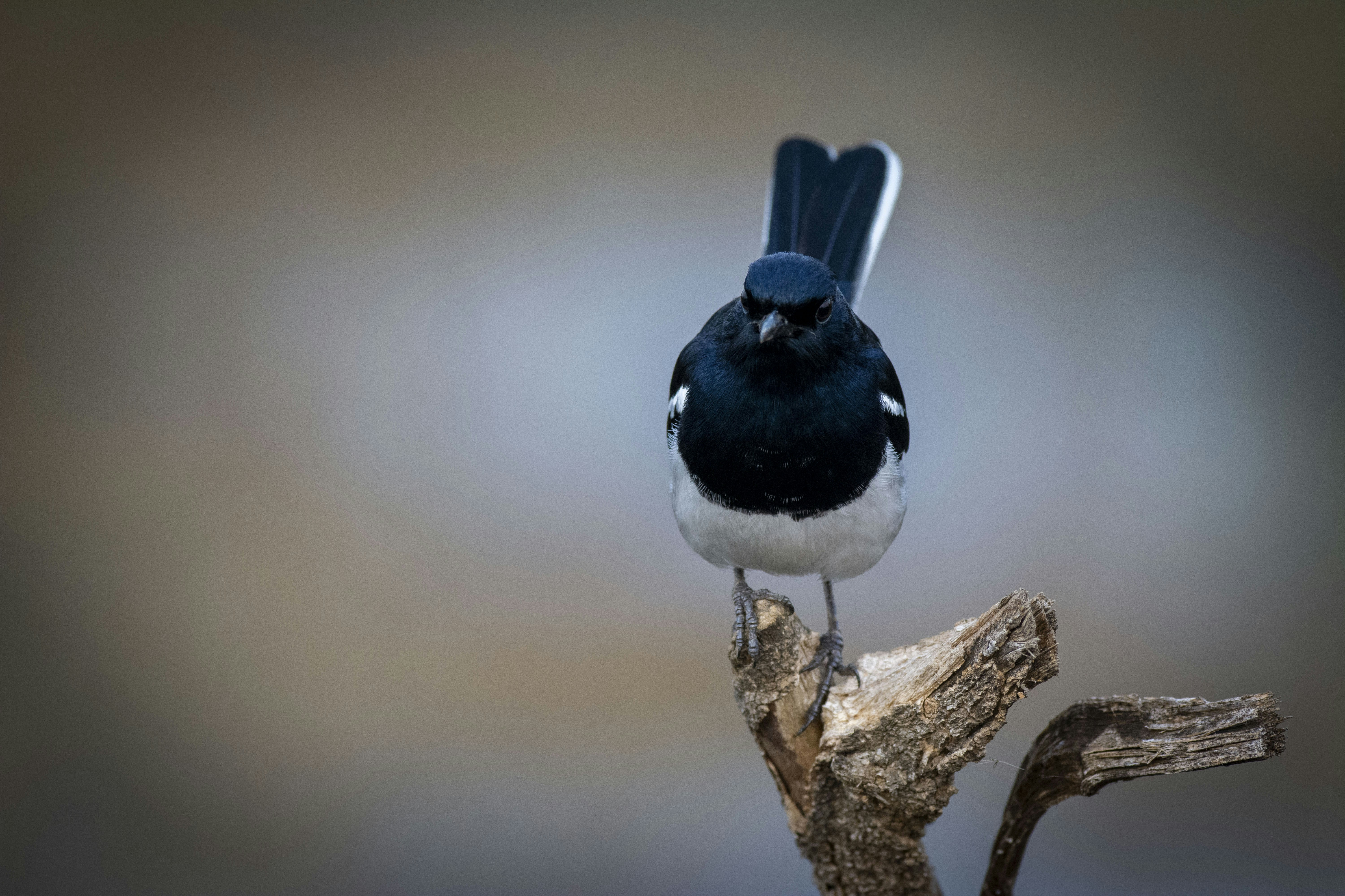 Centered Black-and-White Tailfeather on a Weathered Branch