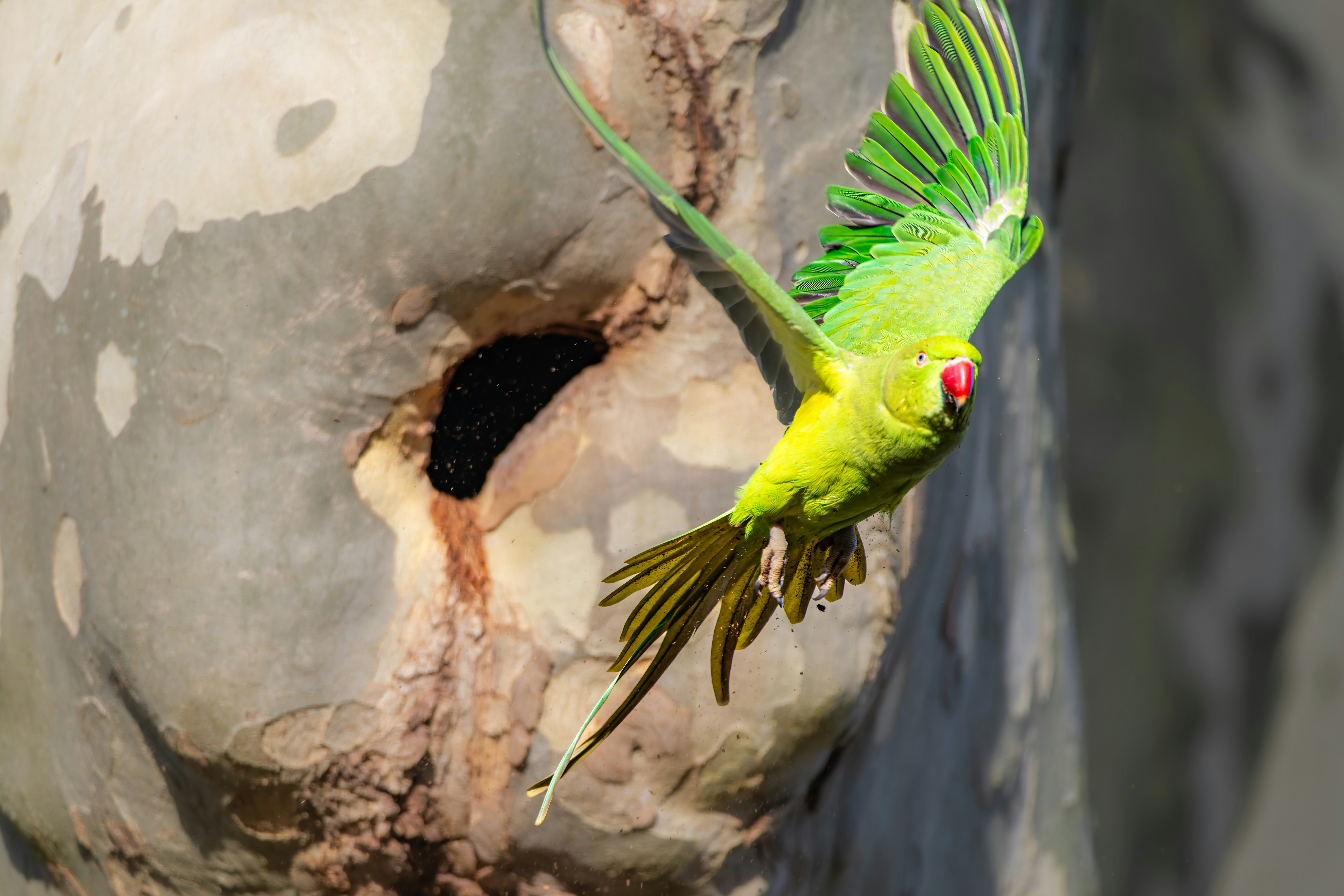 Emerald Wings at the Edge: Parrot Exits a Weathered Cavity