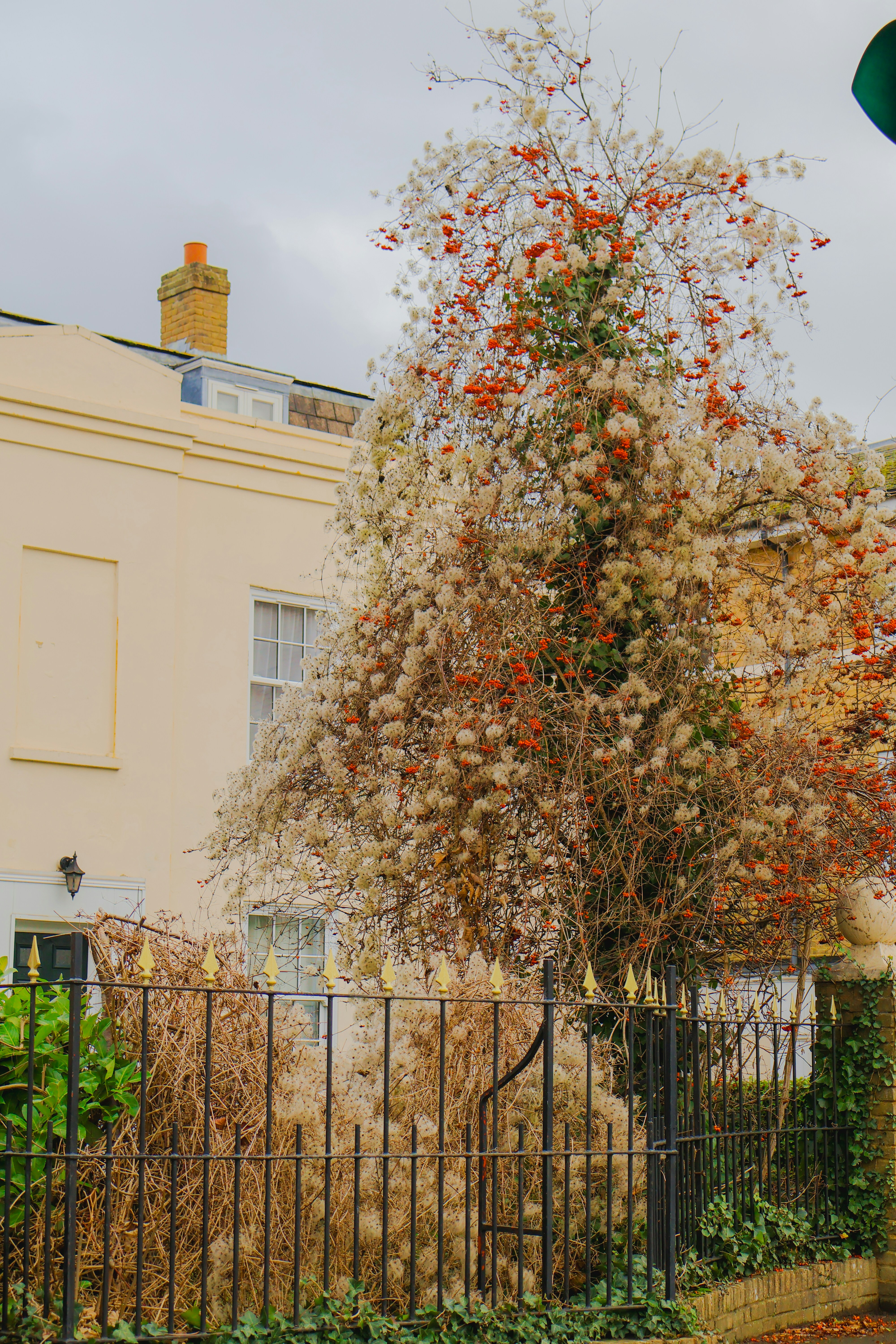 Autumn Wisteria Overgrowth Embracing a Gatehouse Garden