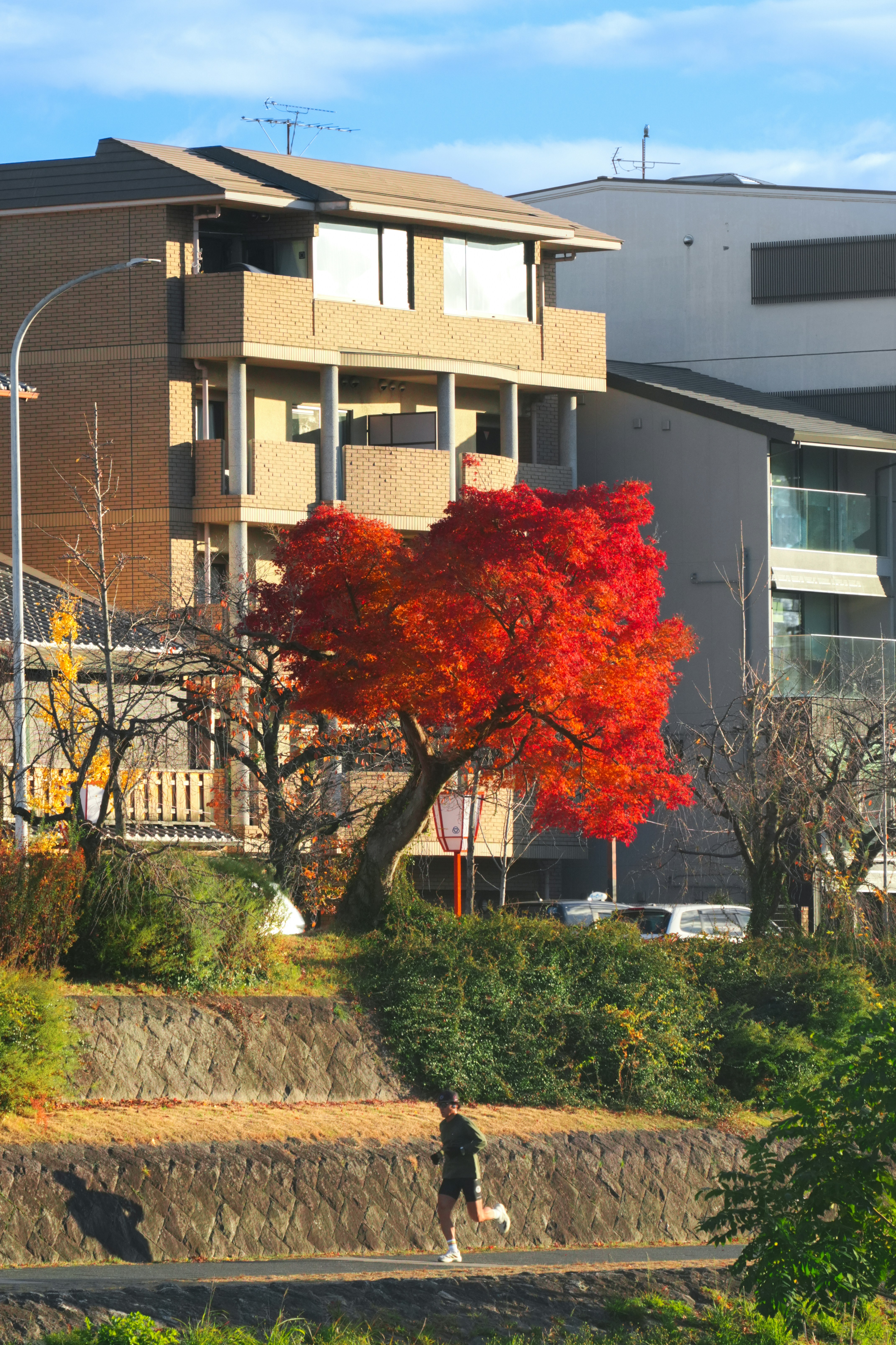 Crimson Maple in Autumn Light Overlooking a Quiet Riverside Path