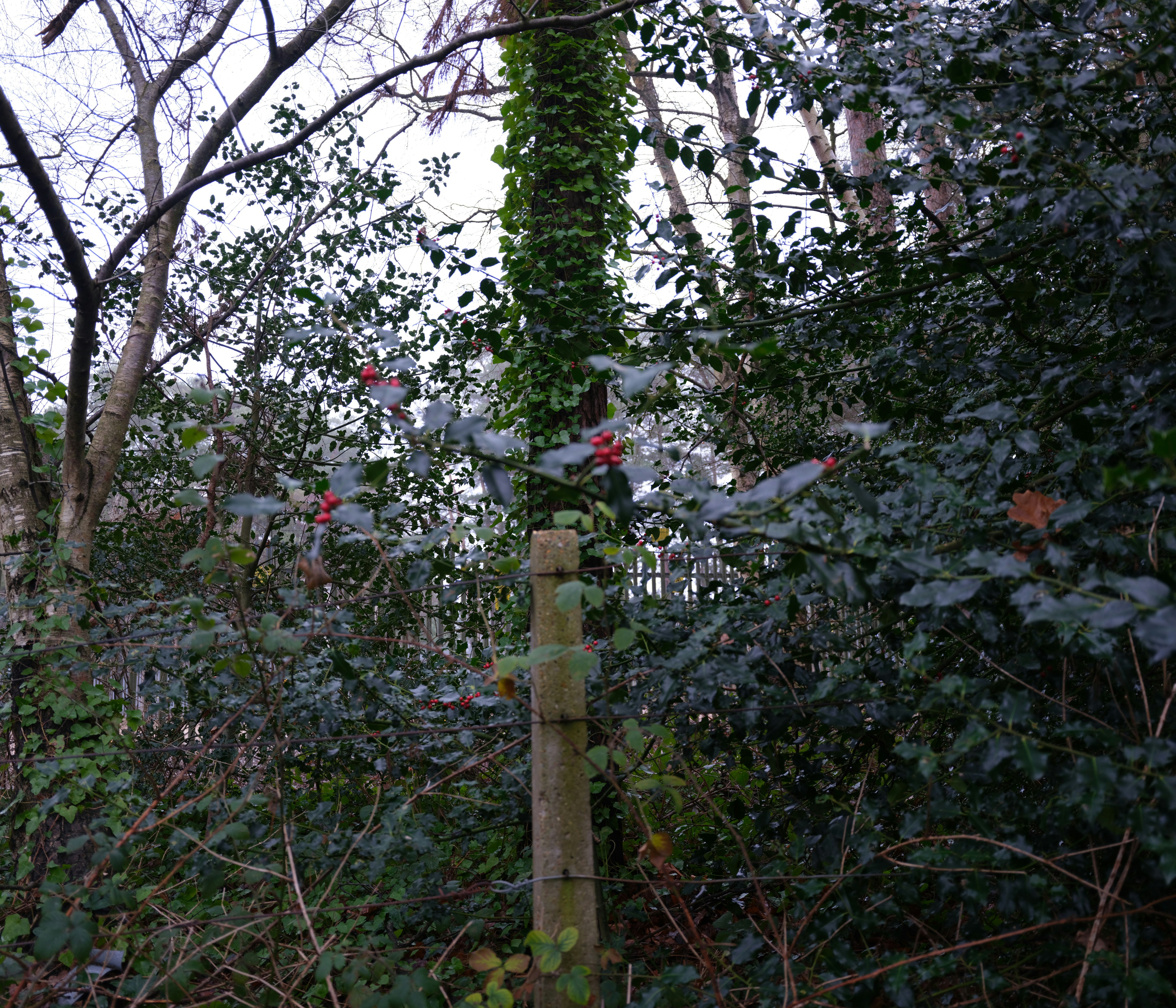 Hidden Gatekeeper: ivy-clad post in a tangled garden