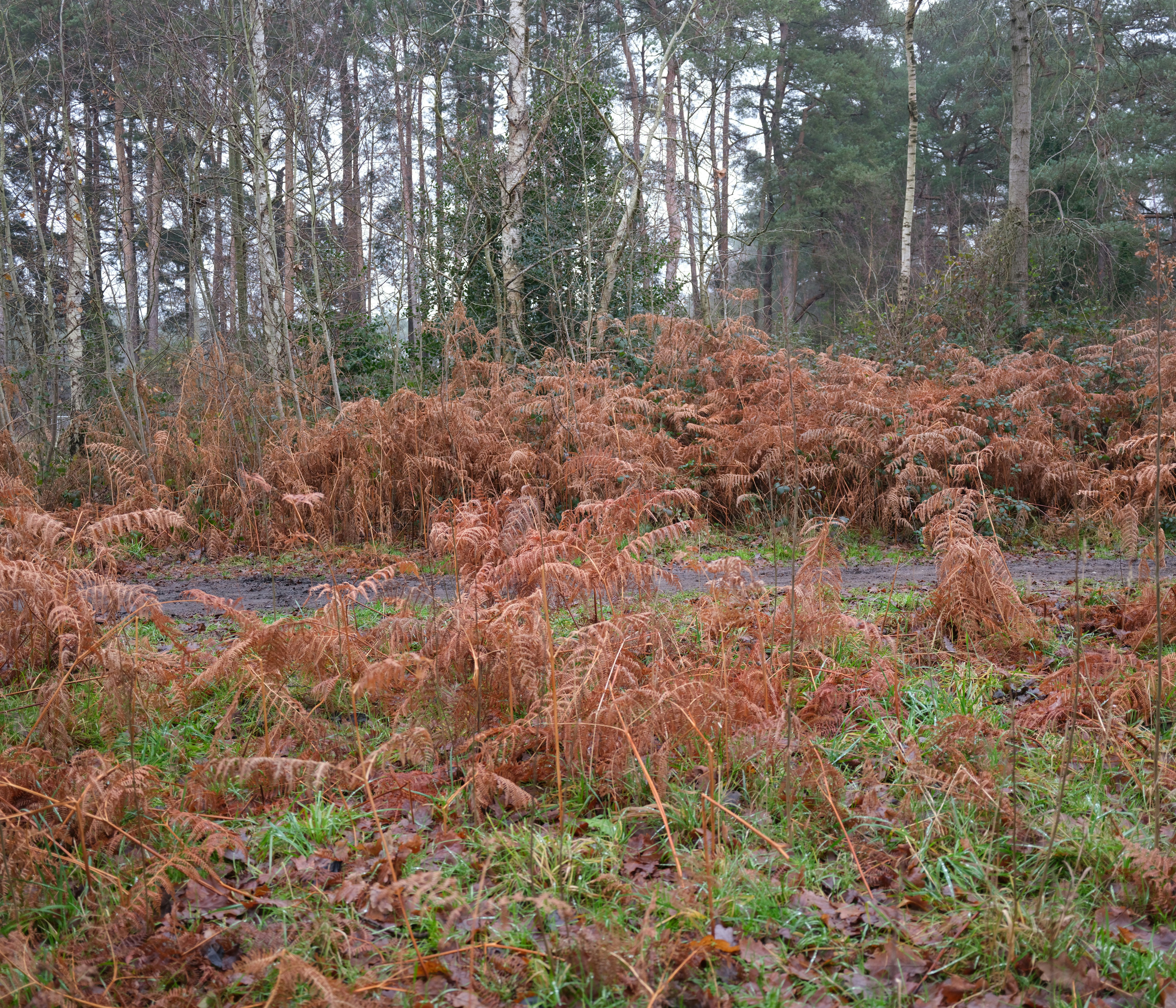 Autumn Ferns Meet the Edge of the Woods
