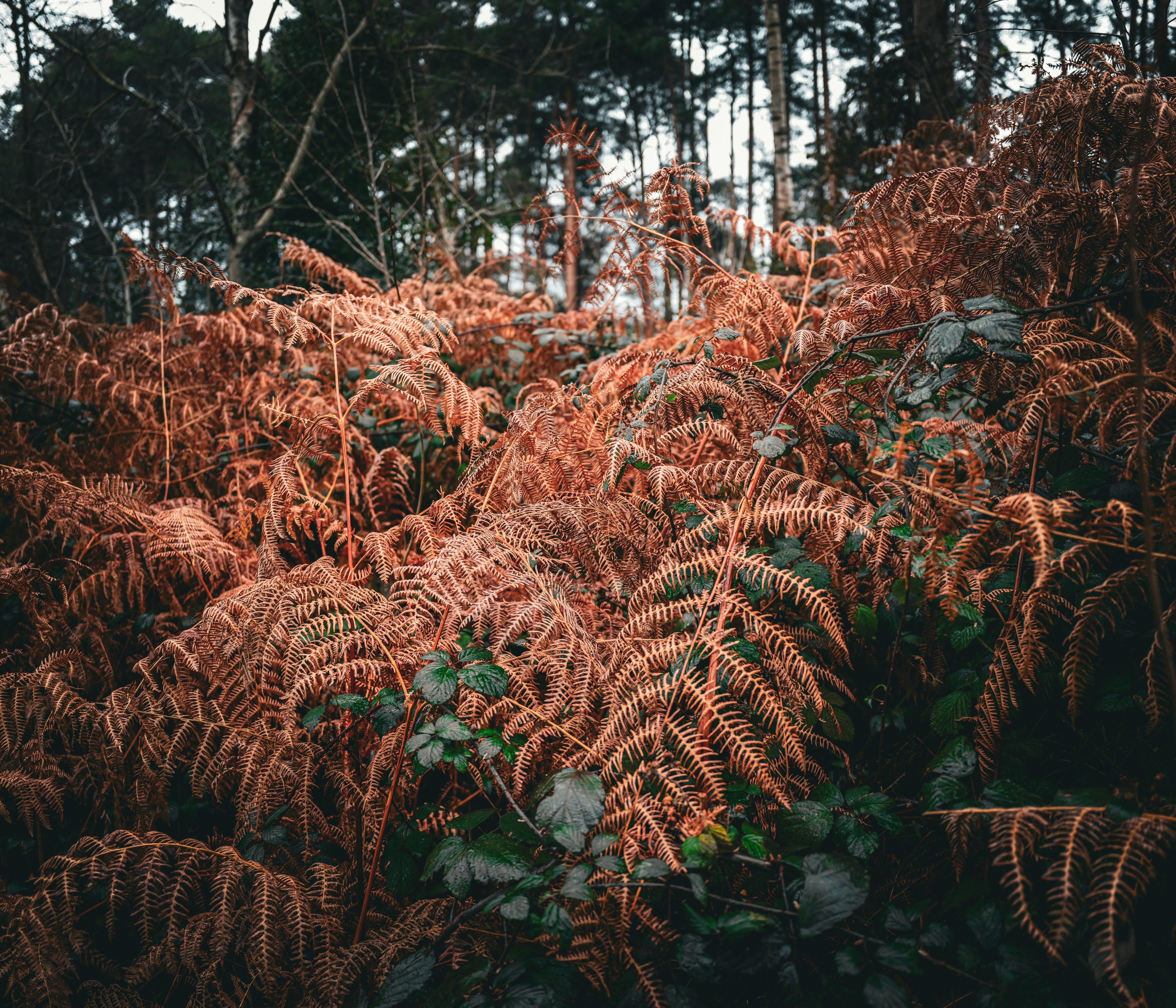 Amber ferns dominate a dim forest floor with distant evergreens; a moody, nature-close scene highlighting texture and autumnal tones.