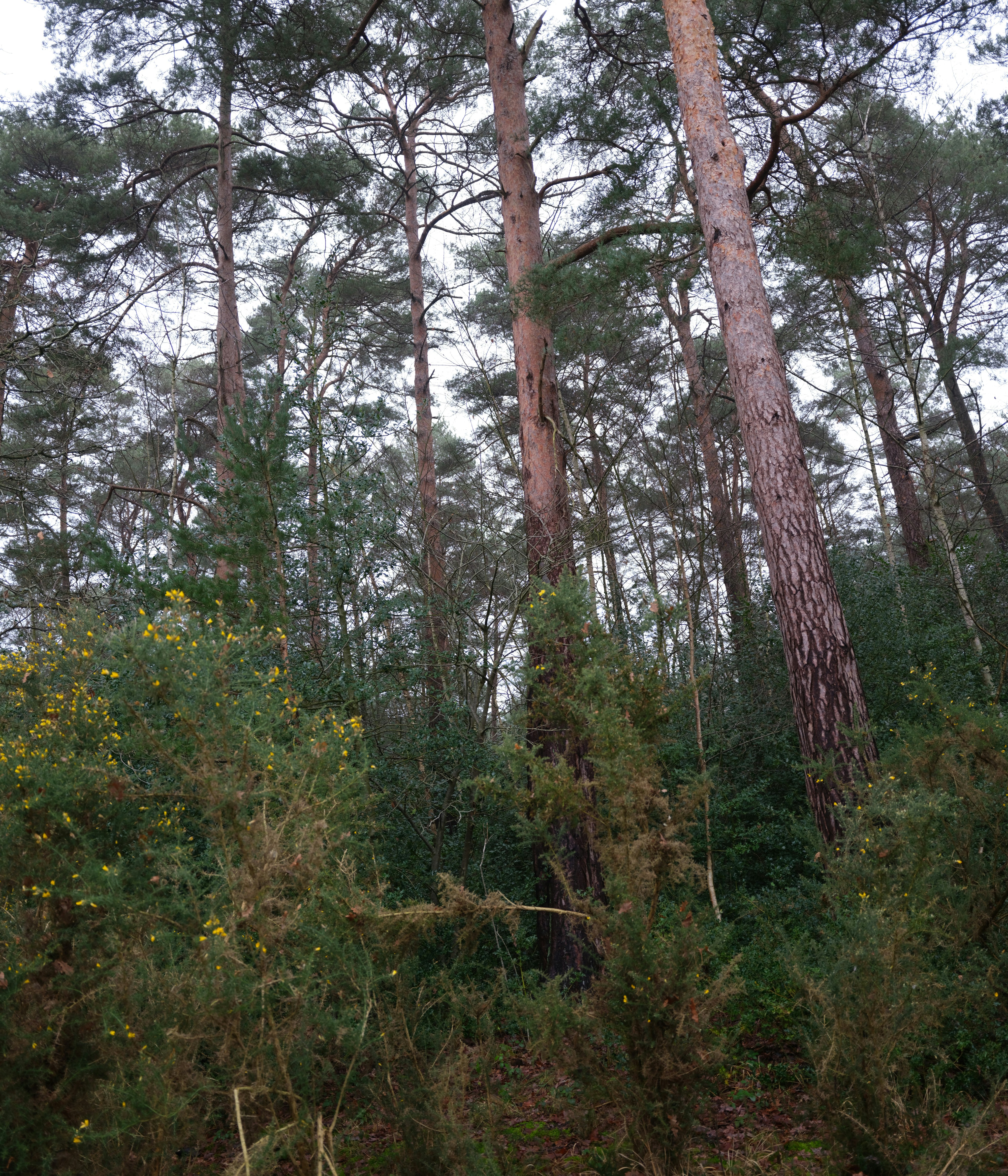 Pine Cathedral: Sunlit trunks among a fern-strewn understory