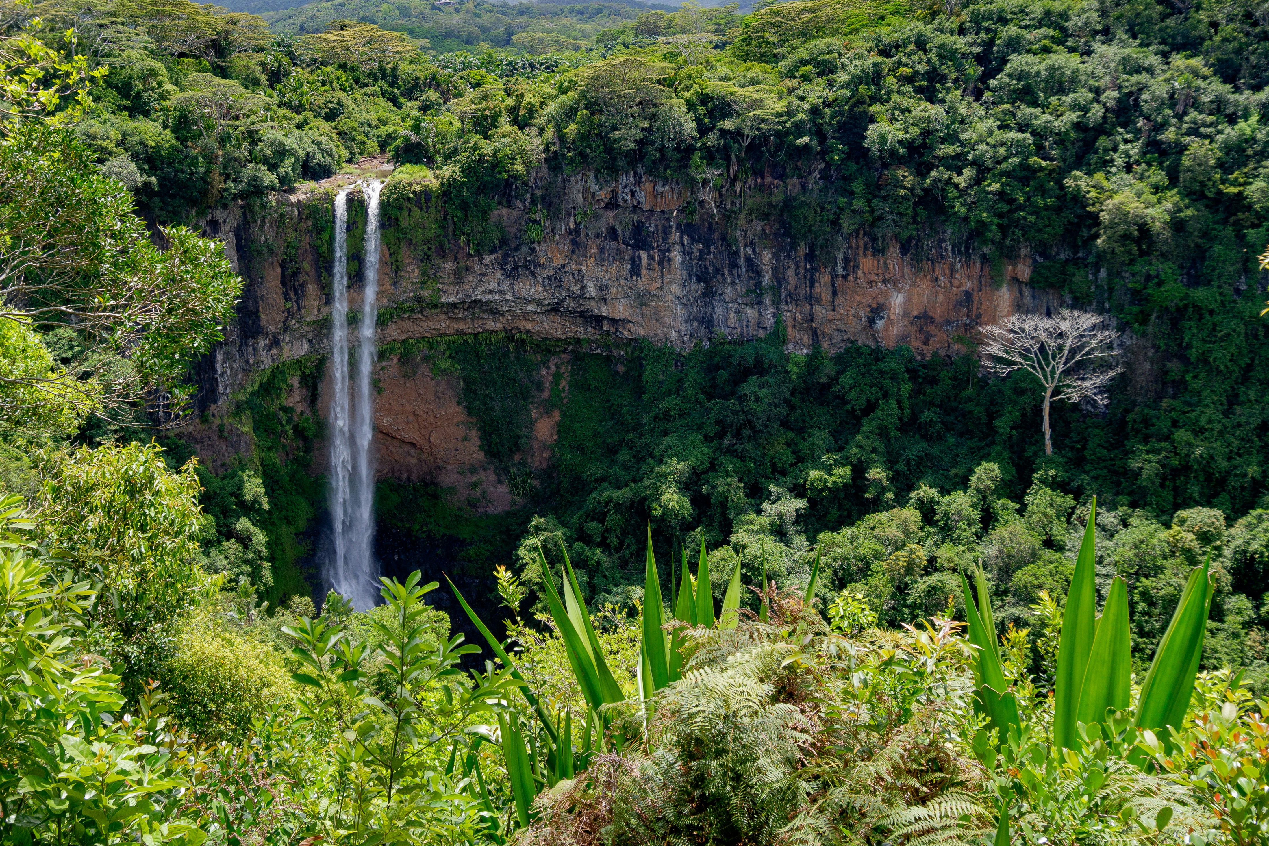 Verdant Chrysalis: A Narrow Cascade Between Tropical Cliffs
