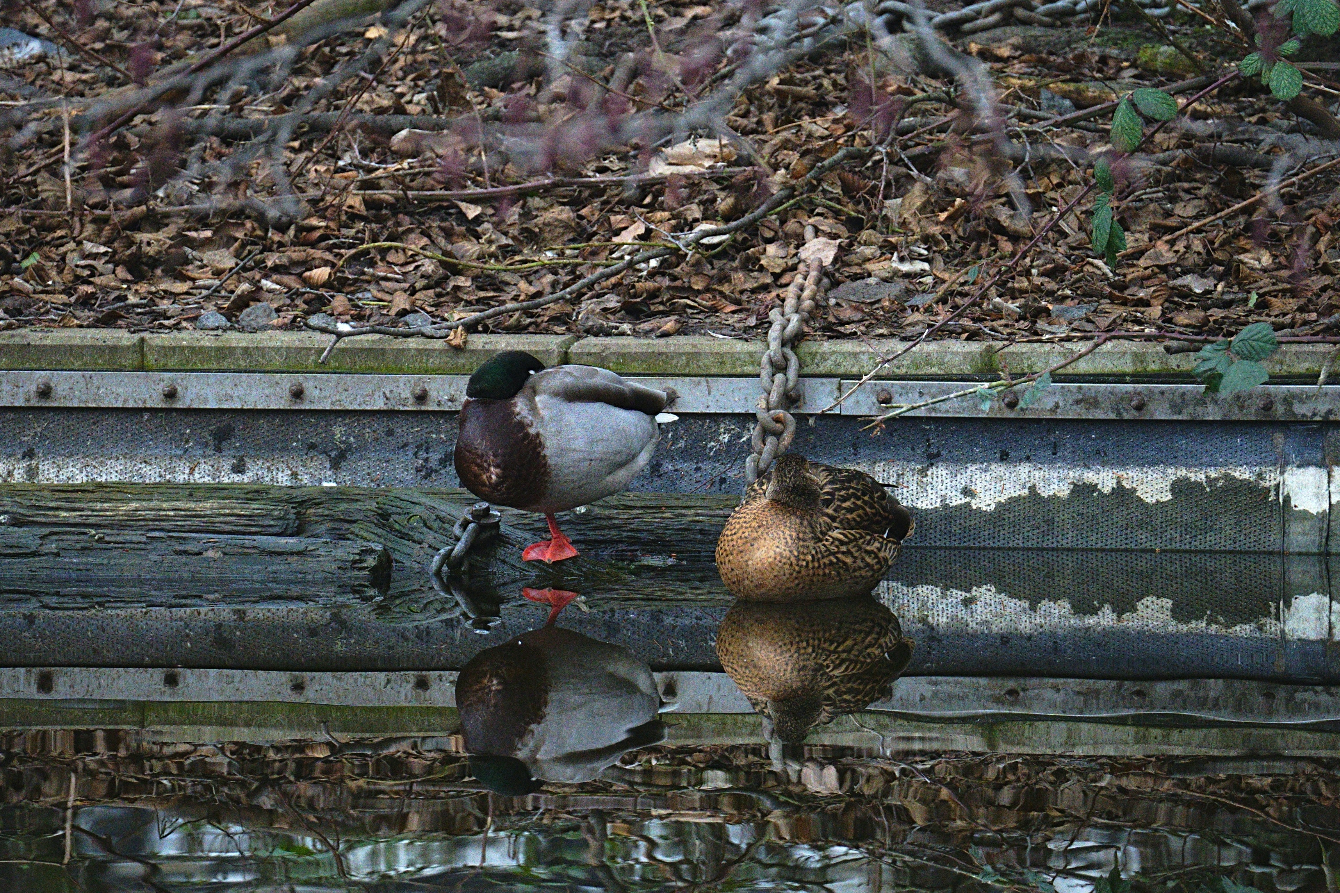 Mirror Duck: A Red-Beaked Reflective Moment by the Pond