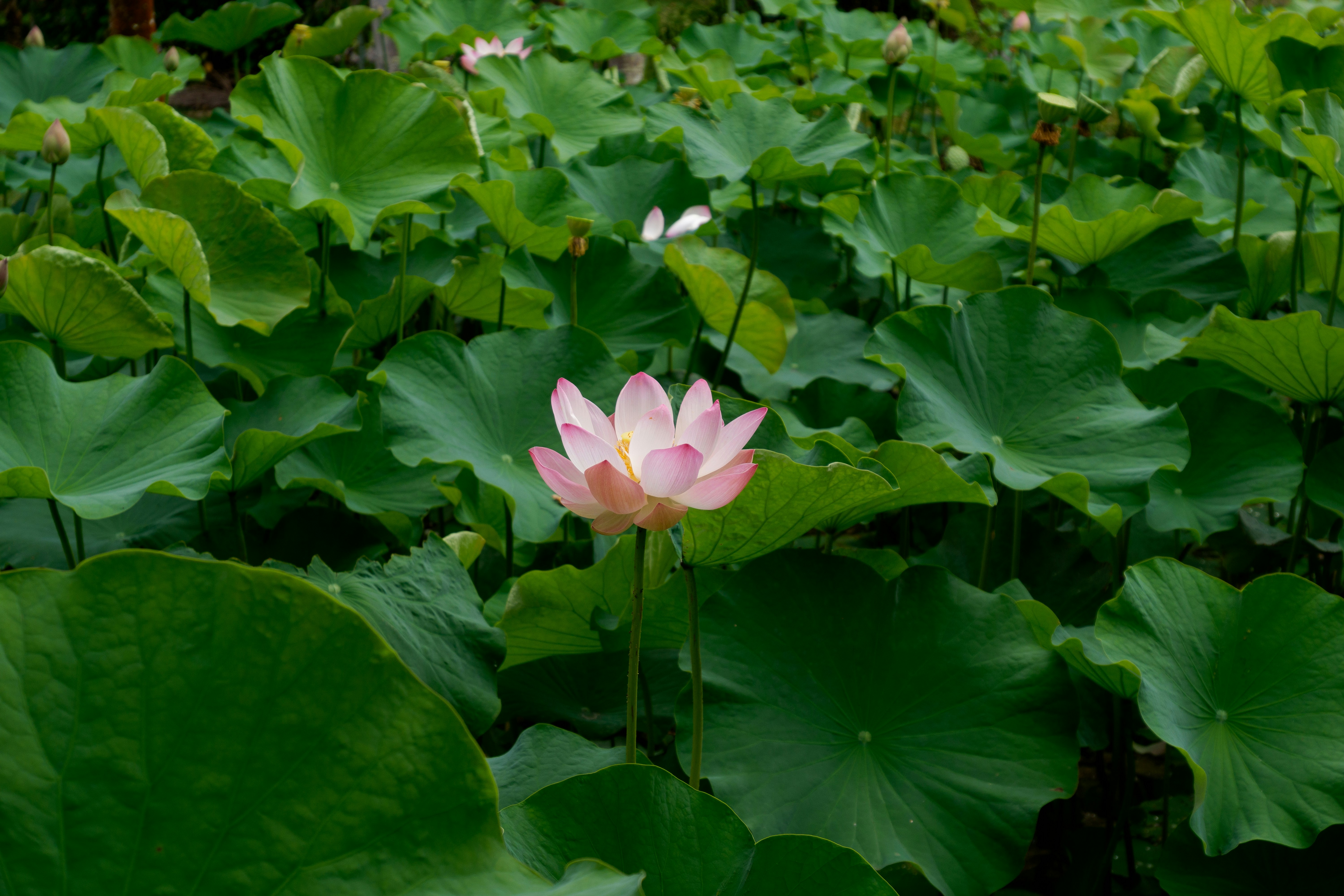 Pink lotus amid a sea of emerald leaves