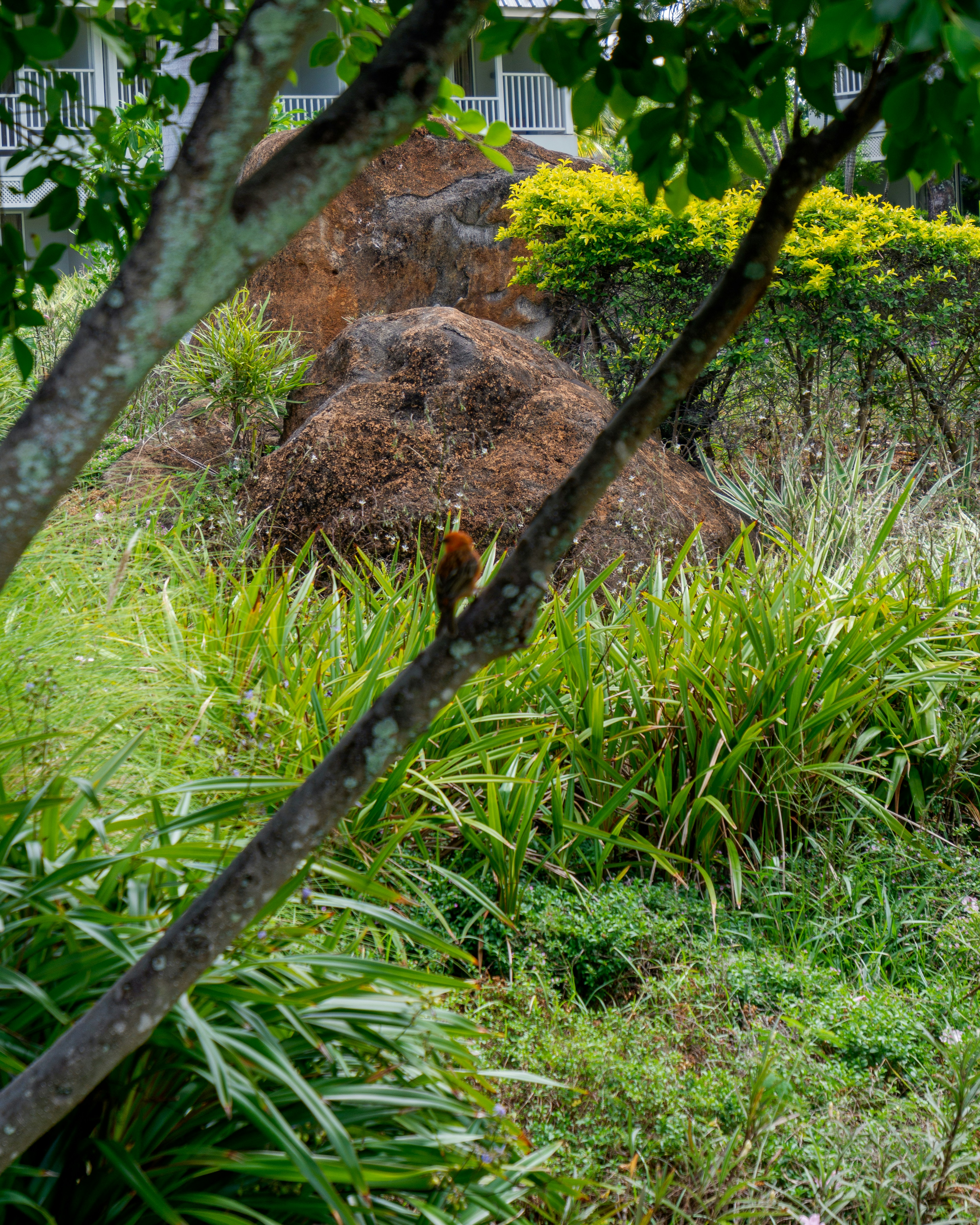 Hidden S entry: A Small Bird Amid Garden Verdures